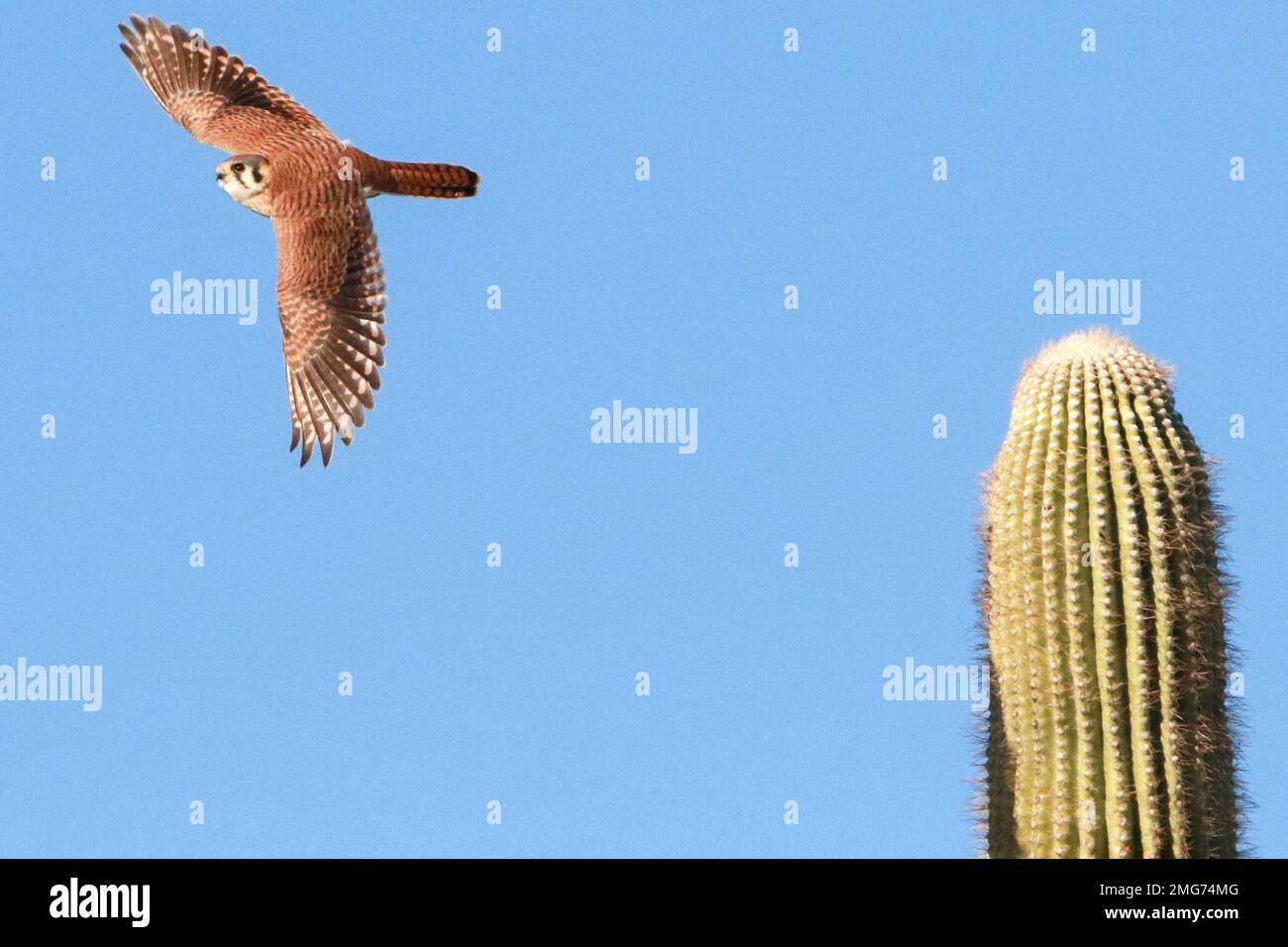 American Kestrel flies away from a Saguaro Stock Photo - Alamy