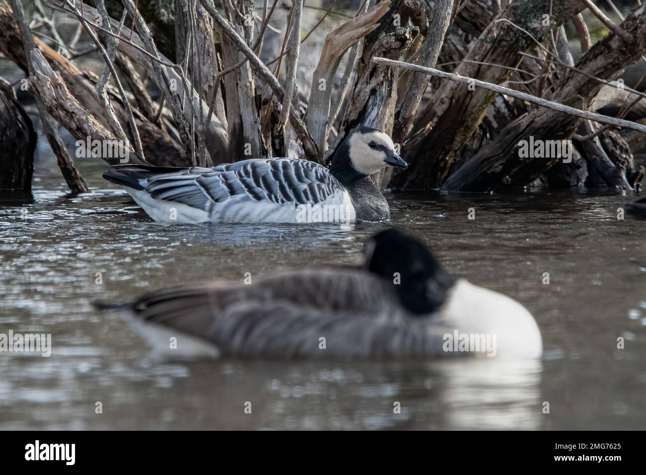 A Barnacle Goose with Canada Geese in Woburn, Massachusetts in ...