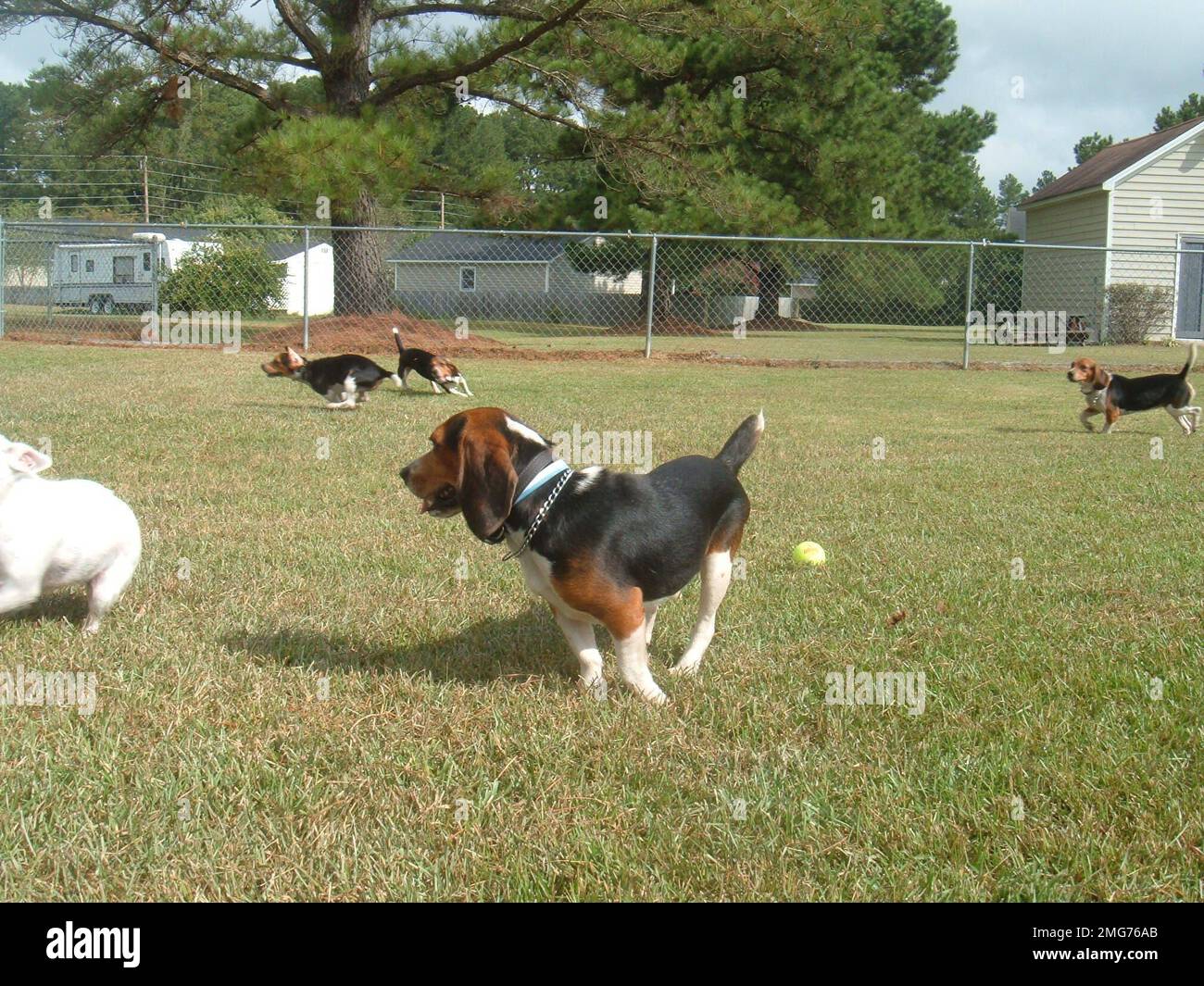 Animals - 26-HK-59-59. group of dogs playing ball within chainlink ...