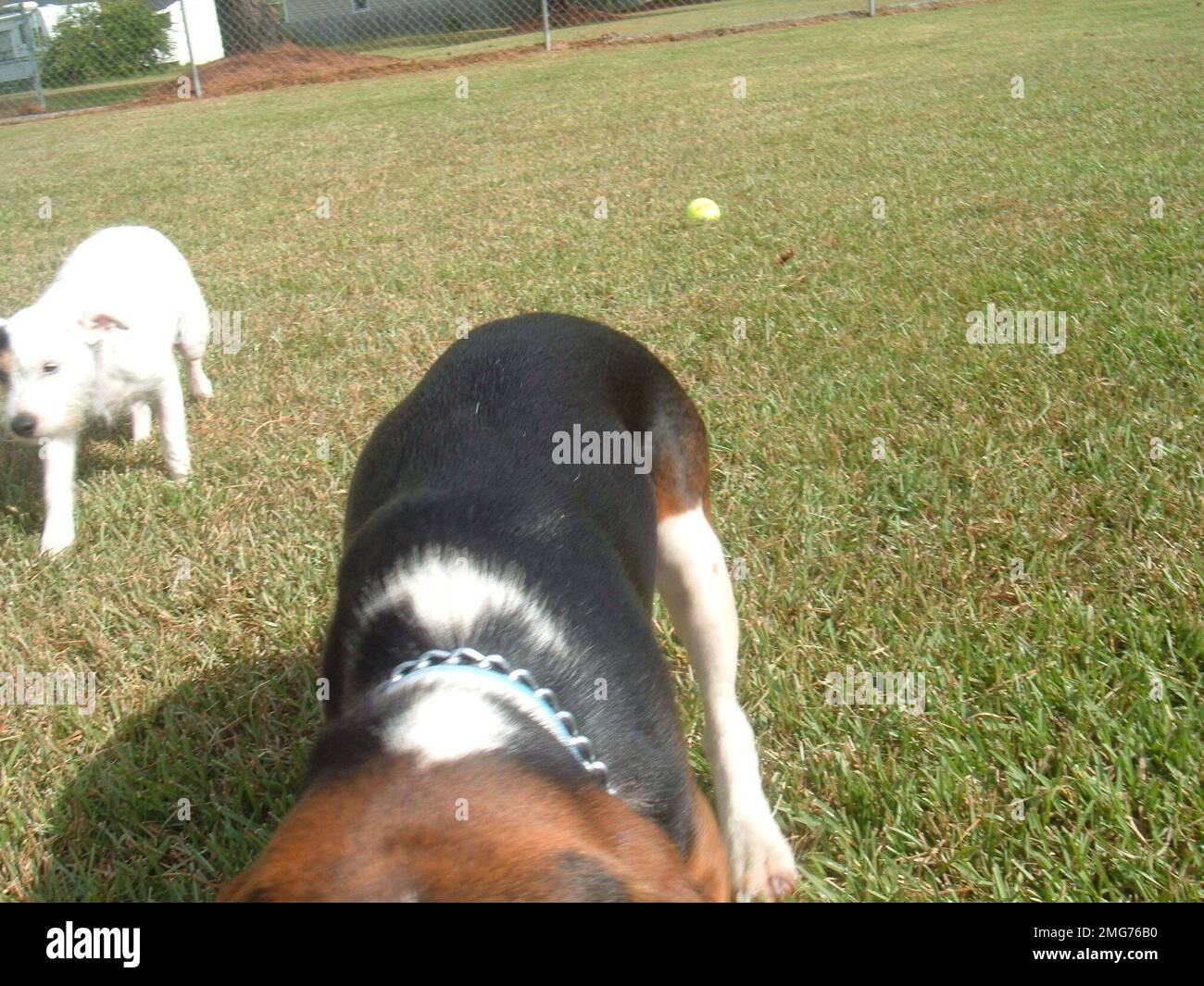 Animals - 26-HK-59-58. group of dogs playing ball within chainlink ...