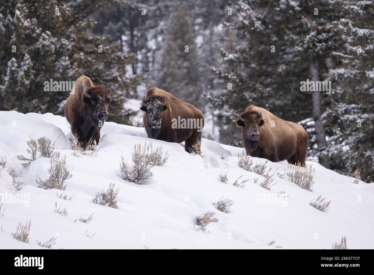 Bison on snowy hill hi-res stock photography and images - Alamy
