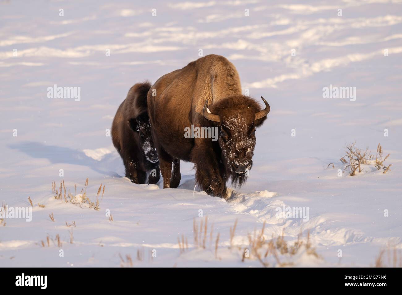 Bison in Yellowstone Winter Stock Photo - Alamy
