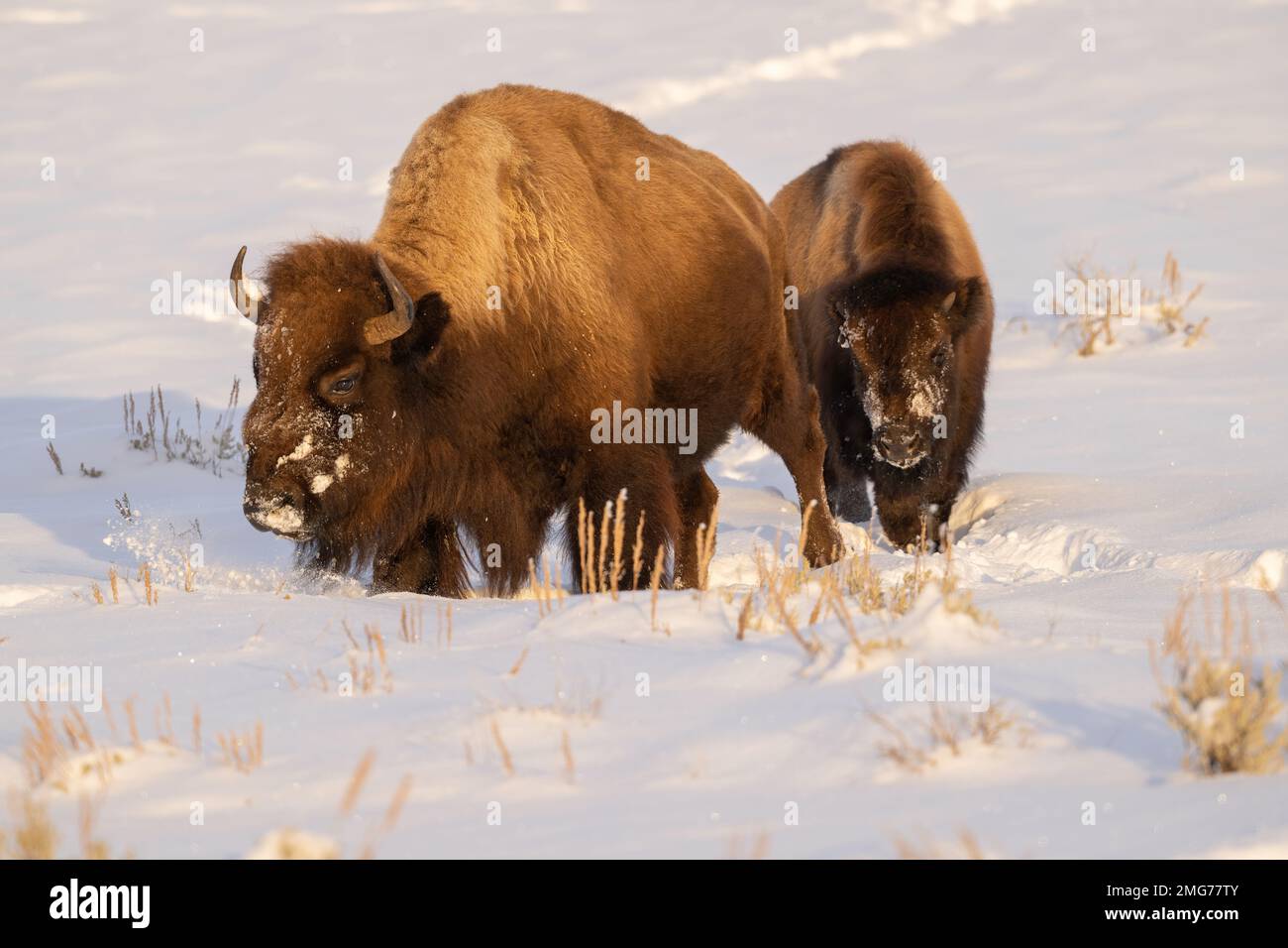 Buffalo bison bison in winter hi-res stock photography and images - Alamy