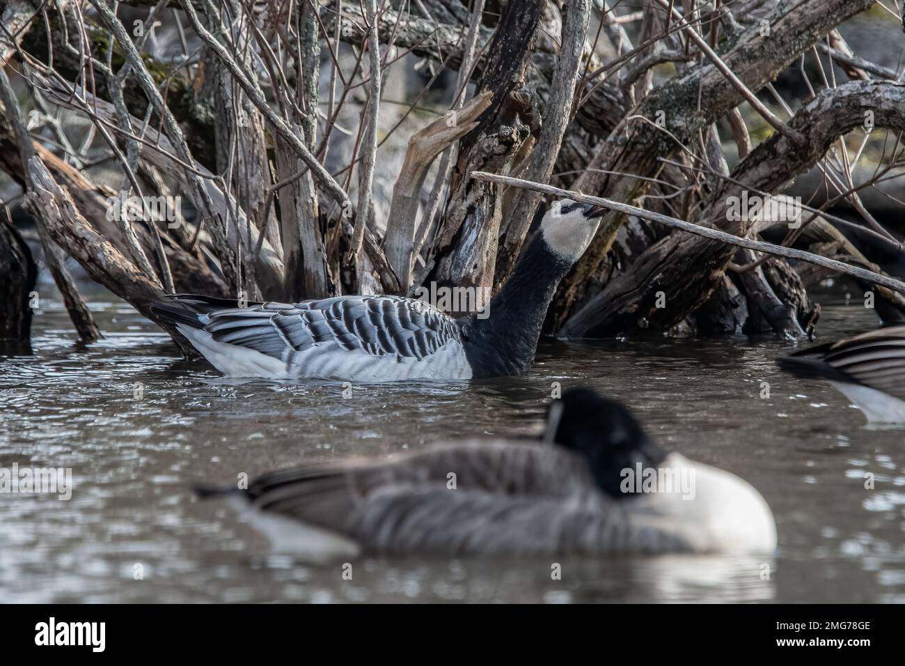 A Barnacle Goose with Canada Geese in Woburn, Massachusetts in ...