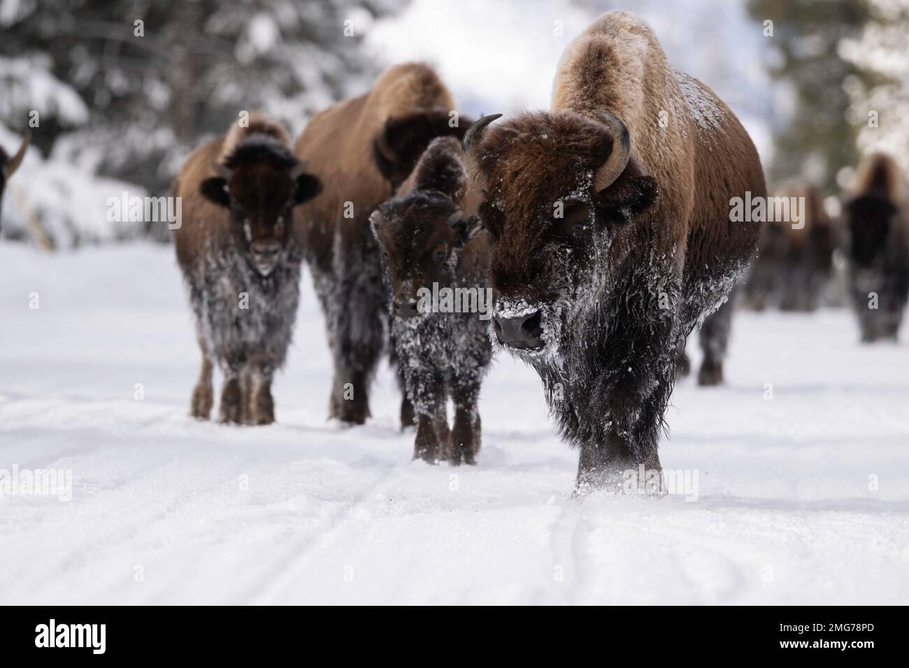 Bison bison herd walking hi-res stock photography and images - Alamy