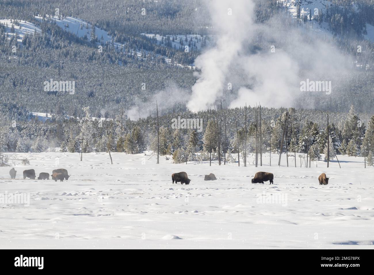 Geyser yellowstone snow hi-res stock photography and images - Alamy