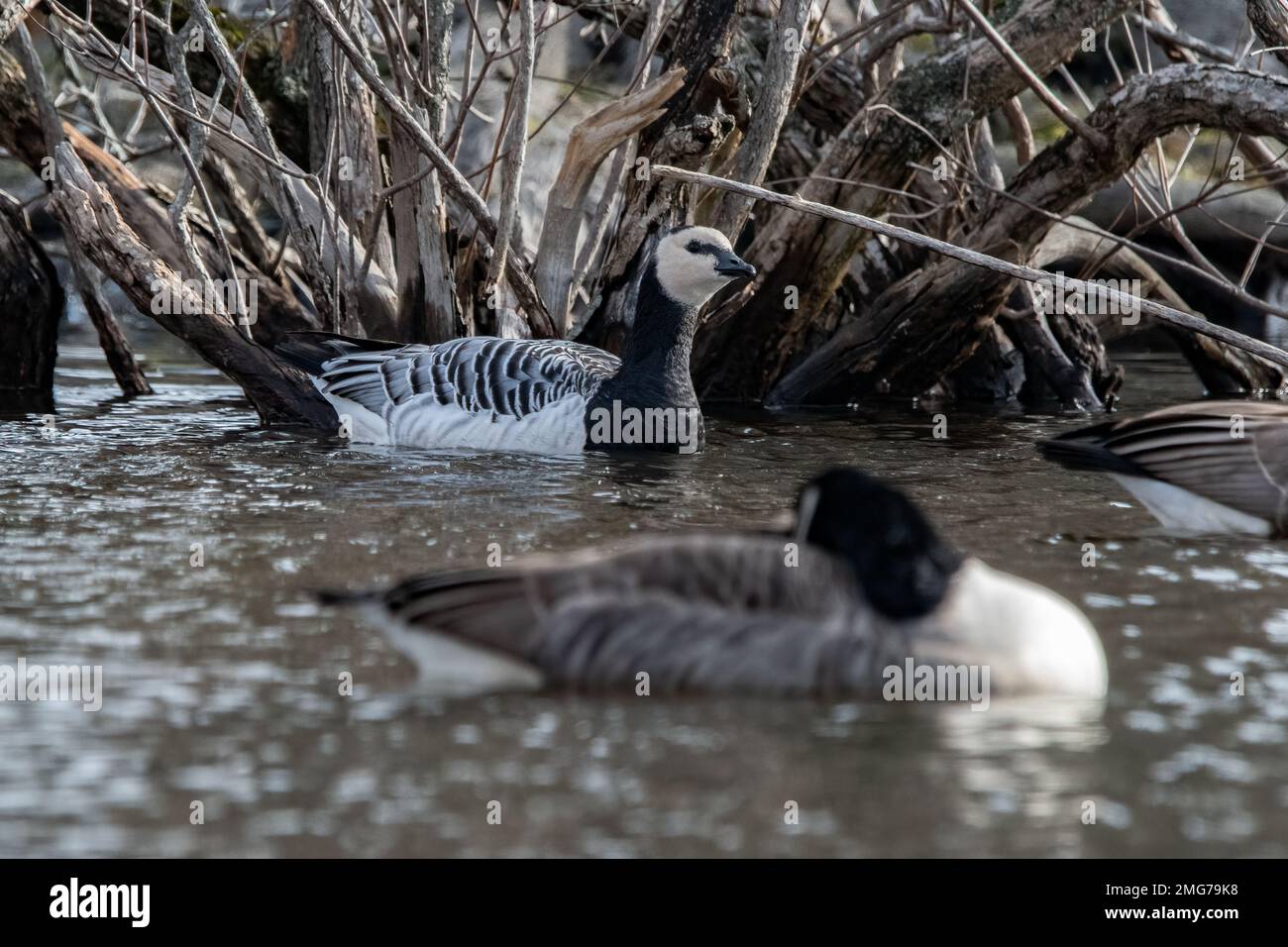 A Barnacle Goose with Canada Geese in Woburn, Massachusetts in ...