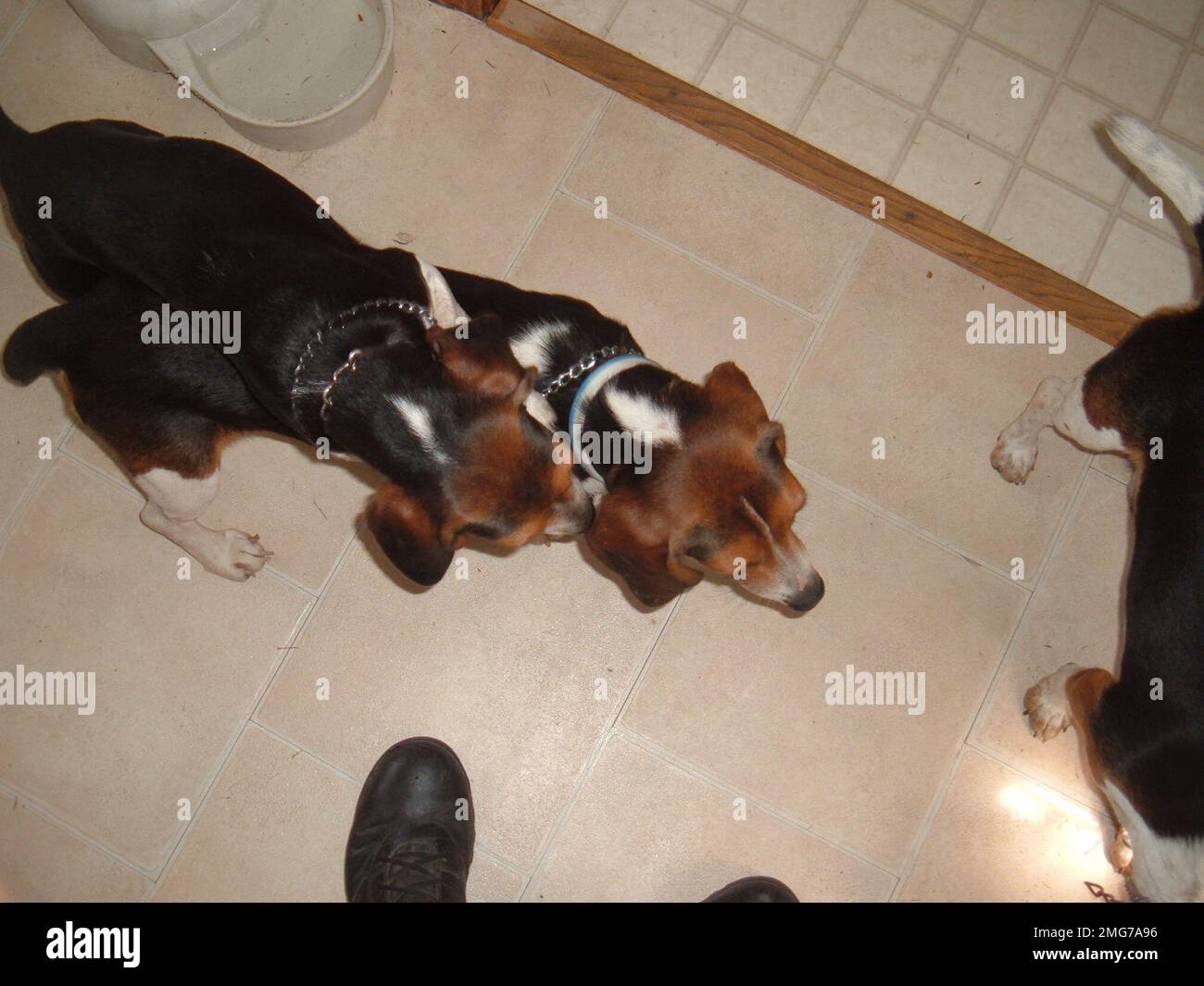 Animals - 26-HK-59-22. dogs of same breed in house --050916. Hurricane ...