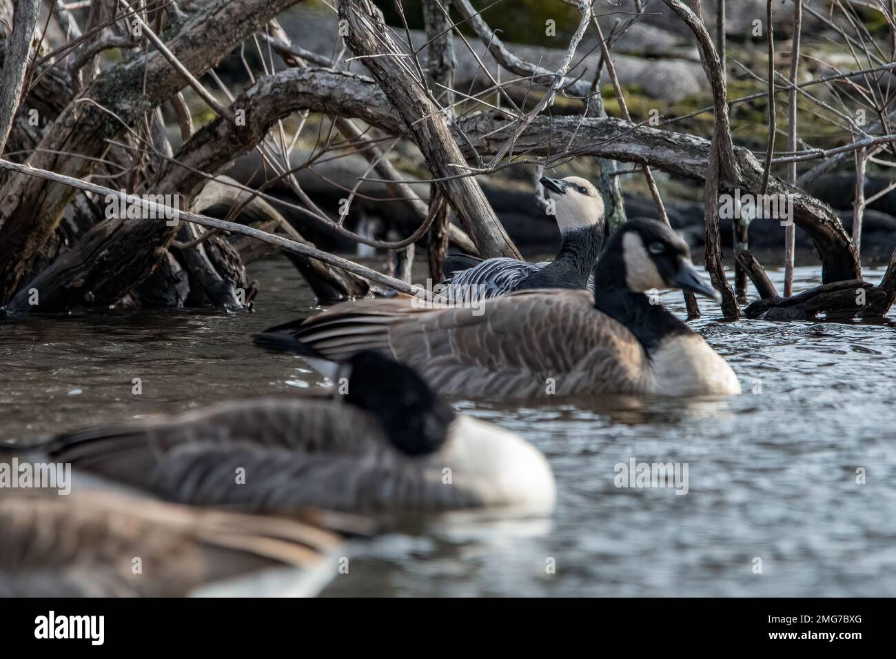 A Barnacle Goose with Canada Geese in Woburn, Massachusetts in ...