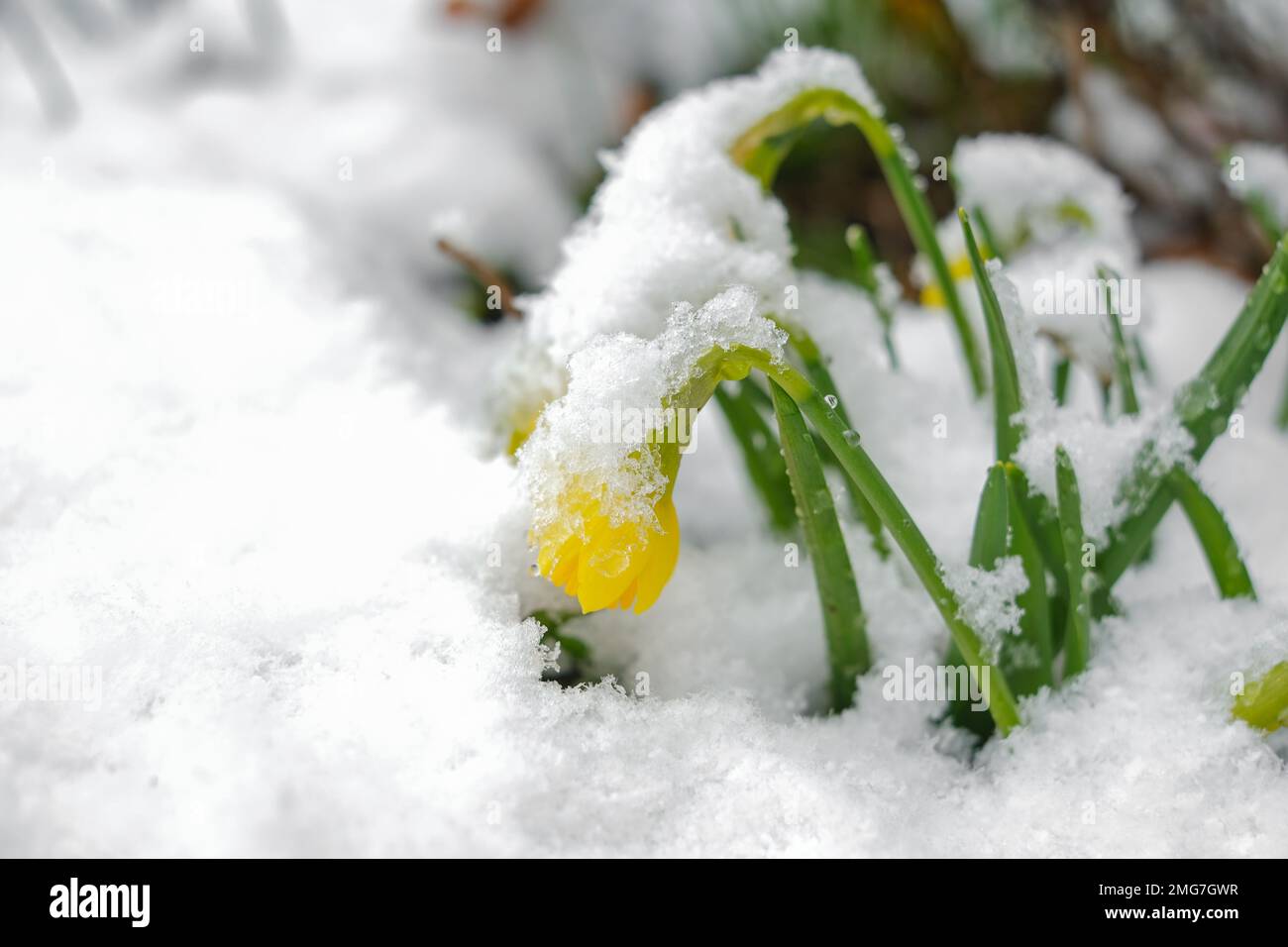 yellow daffodils under the snow .Flowers under the snow.Beautiful ...