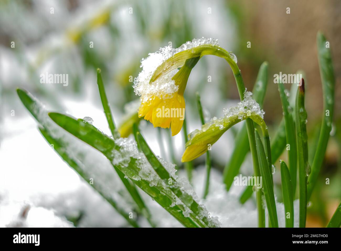 daffodils in the snow.Flowers under the snow.First spring flowers ...