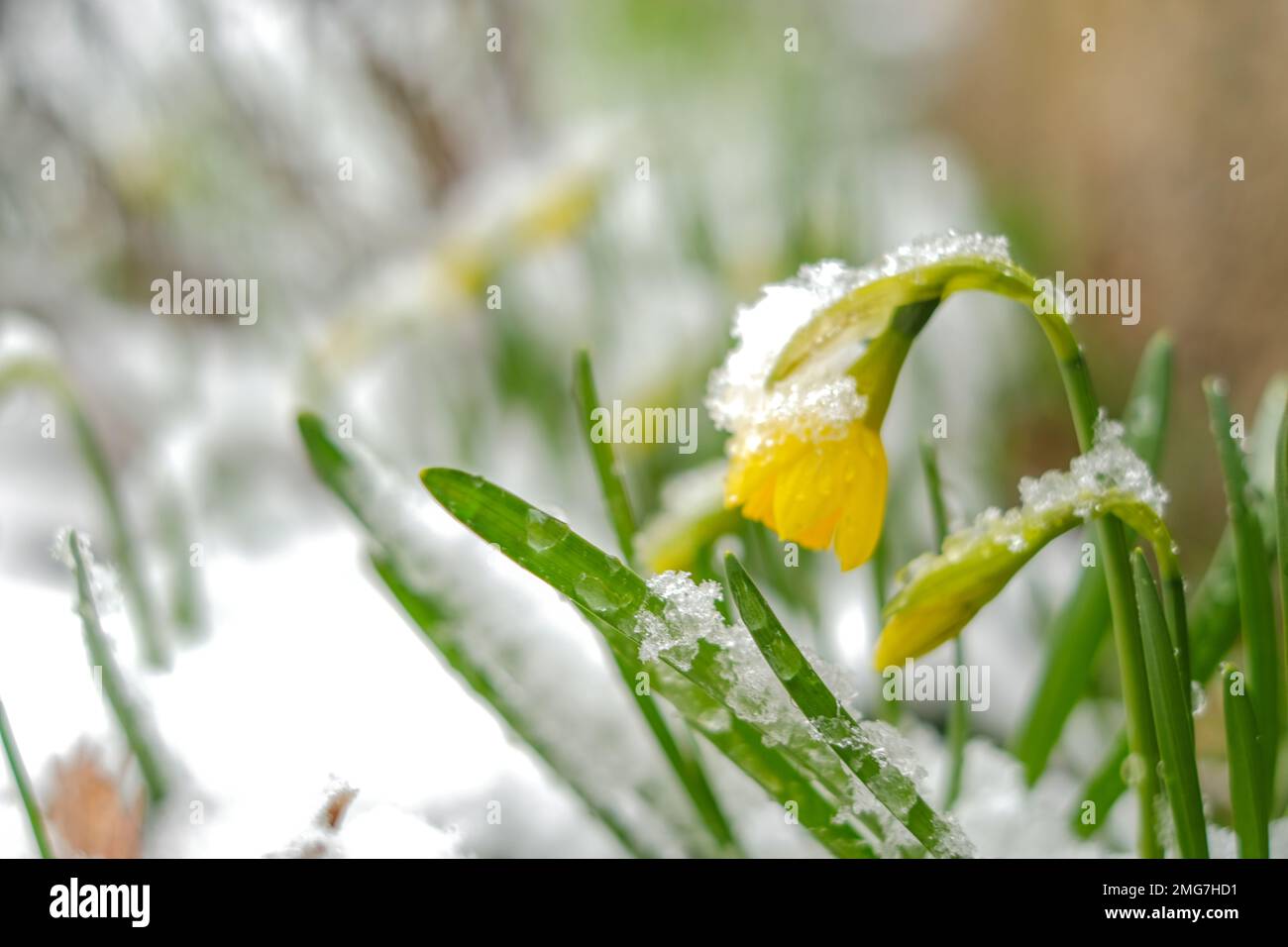 spring flowers. yellow daffodils under the snow .Flowers under the snow ...