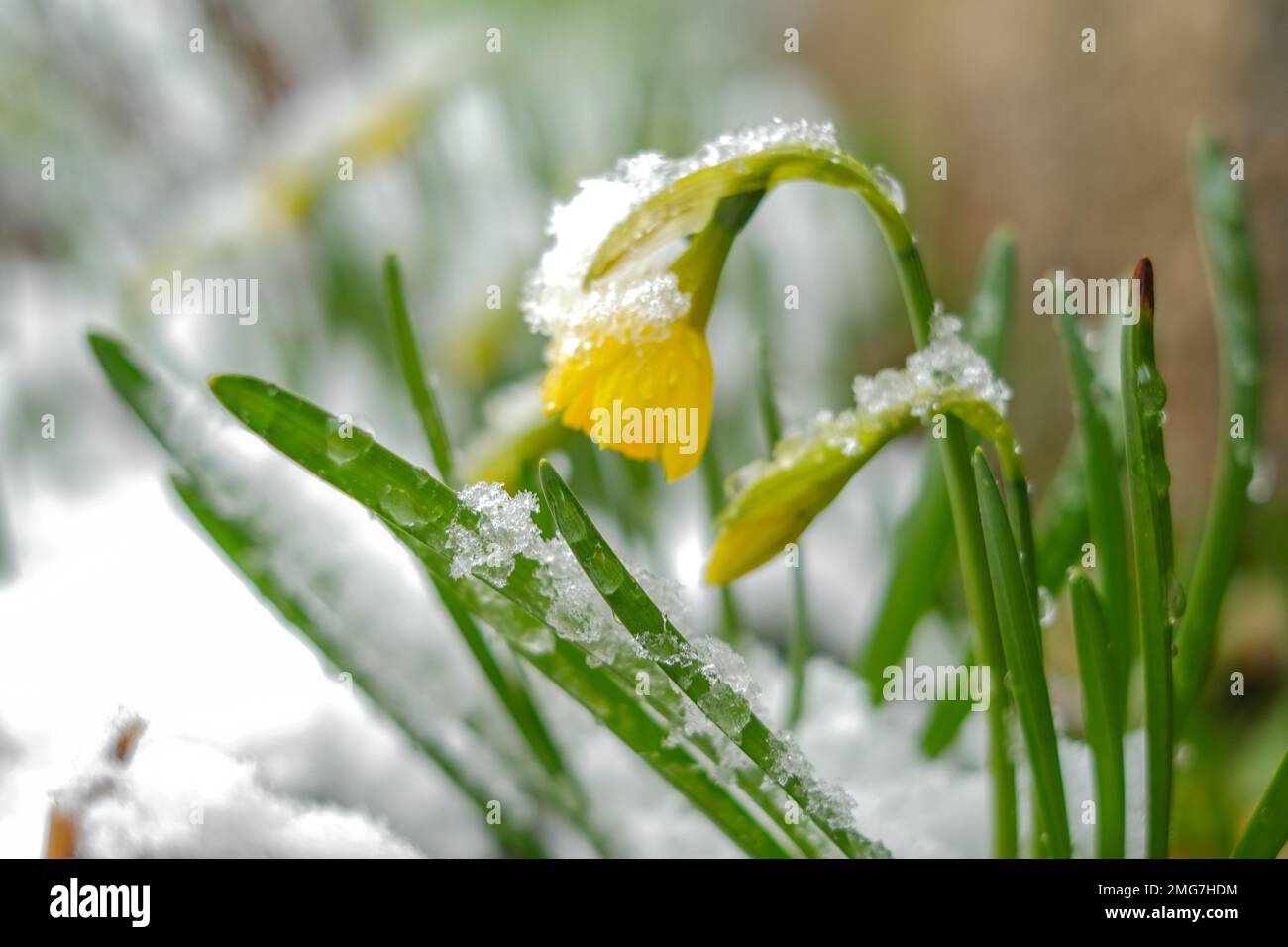 yellow daffodils under the snow.Flowers under the snow.First spring ...