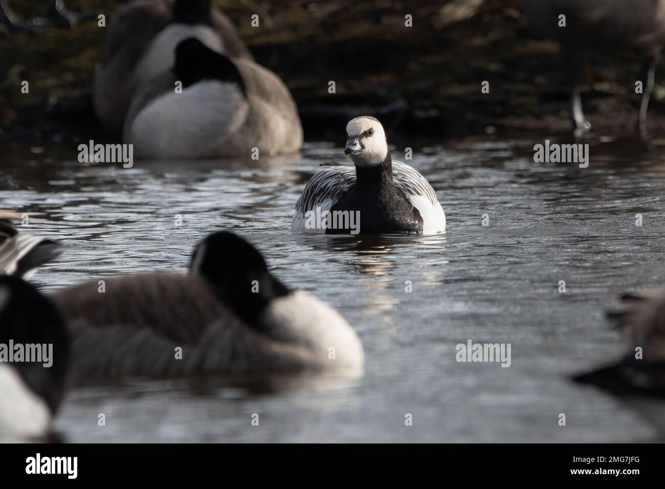 A Barnacle Goose with Canada Geese in Woburn, Massachusetts in ...