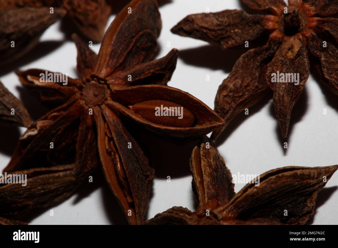 Brown fruit close up botanical background Illicium verum family ...