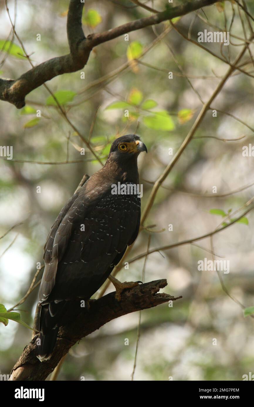 Birds of Sri Lanka in the Wild. Visit Sri Lanka Stock Photo - Alamy