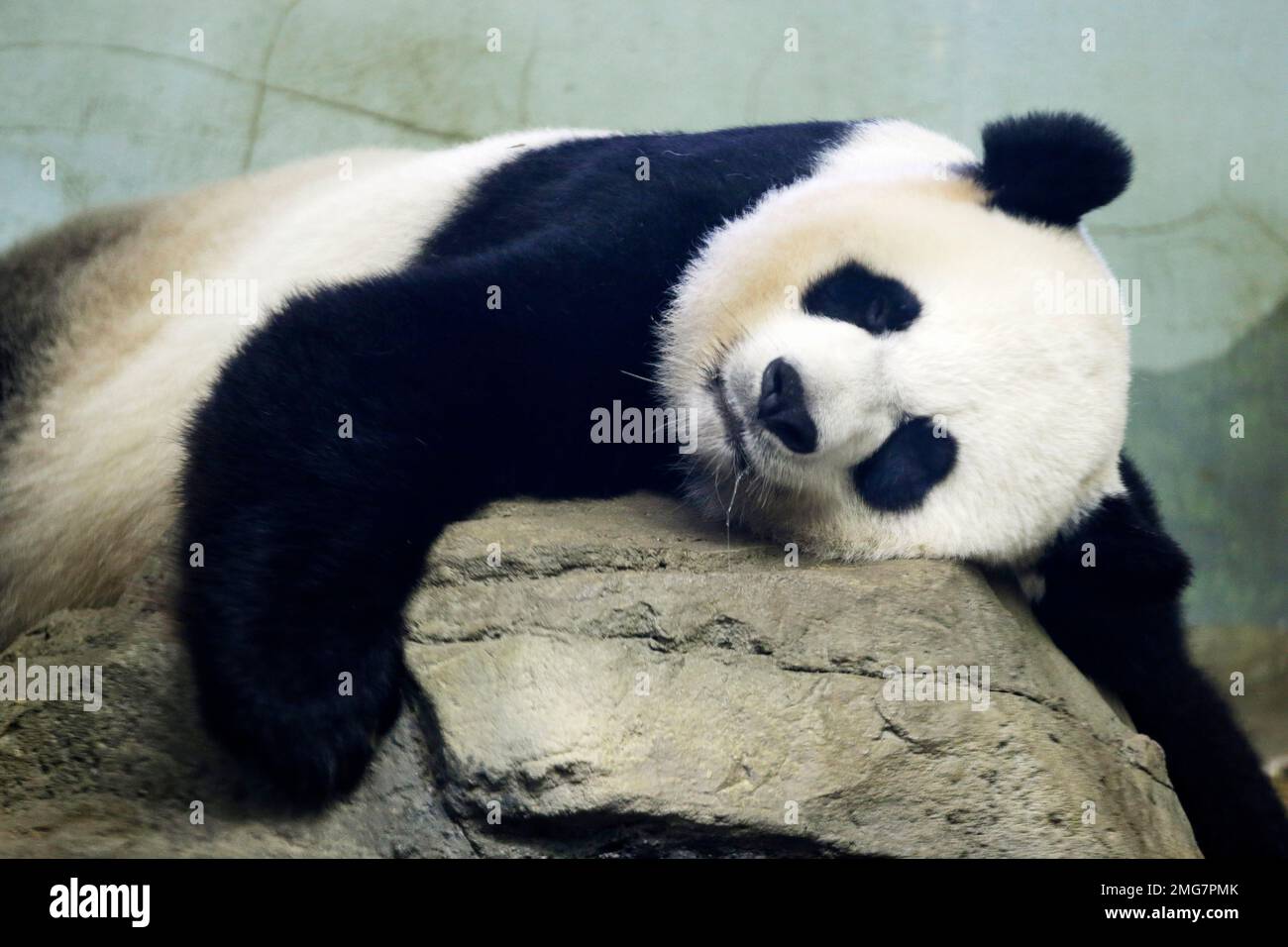 FILE - In this Aug. 23, 2015 file photo, The Smithsonian National Zoo's ...