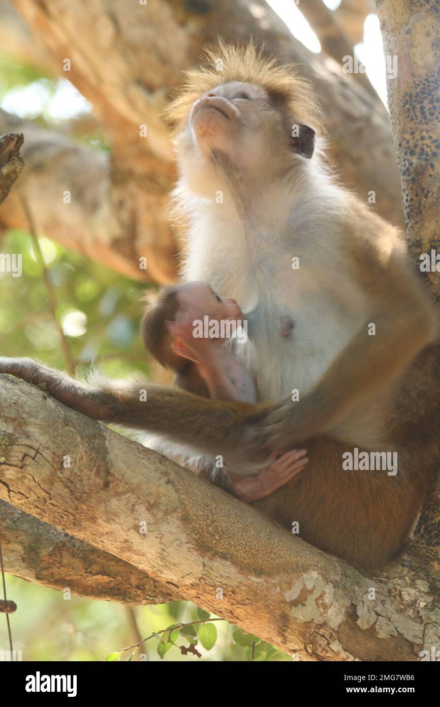 Monkeys and Grey Languor's in the forest. Sri Lanka Stock Photo - Alamy