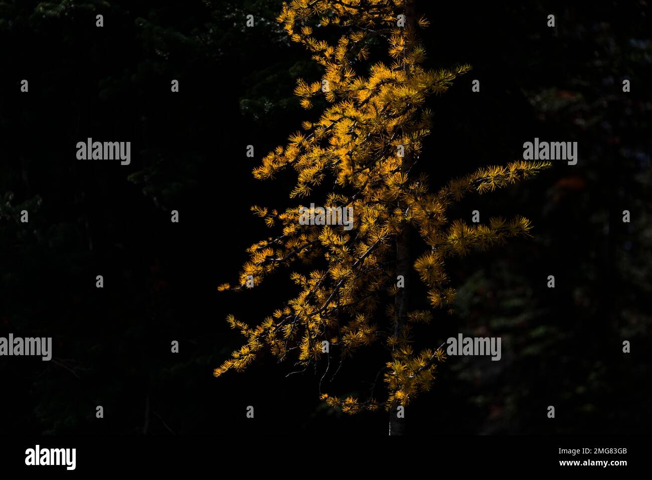Golden larch tree in autumn with nature dark green forest background ...