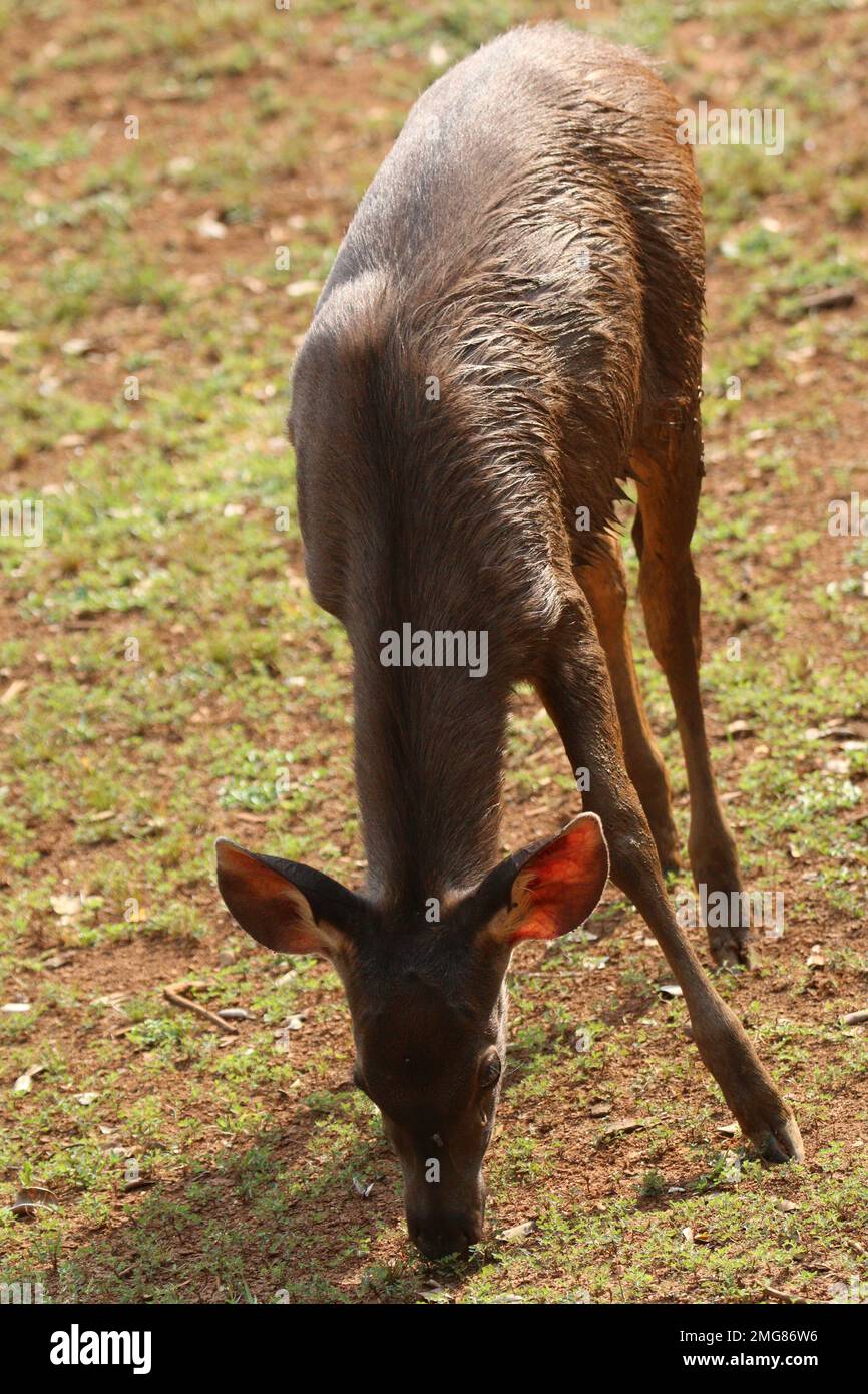 Spotted Deer, Barking Deer and Sambar Deer in the Wild. Visit Sri Lanka ...