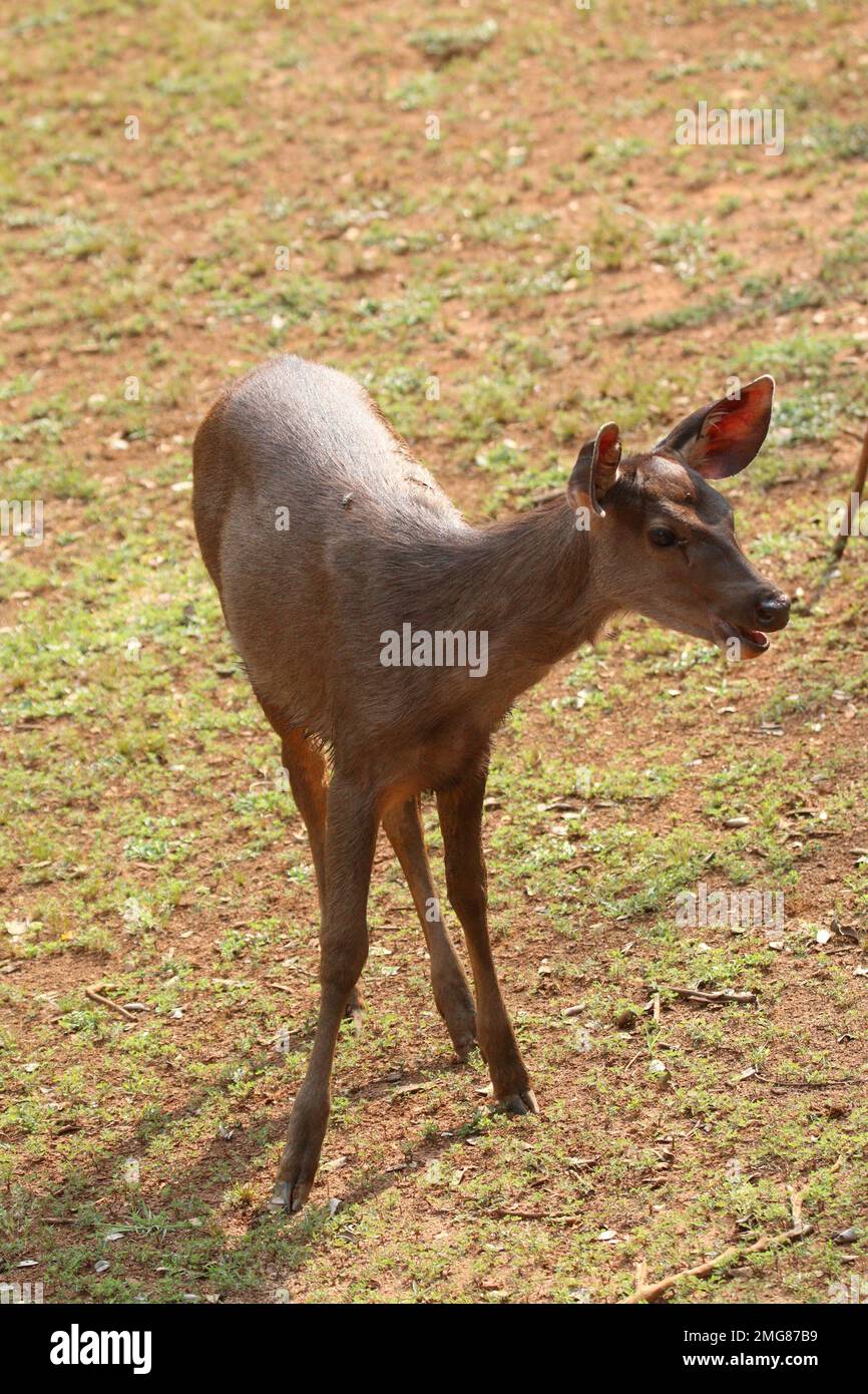 Spotted Deer, Barking Deer and Sambar Deer in the Wild. Visit Sri Lanka ...