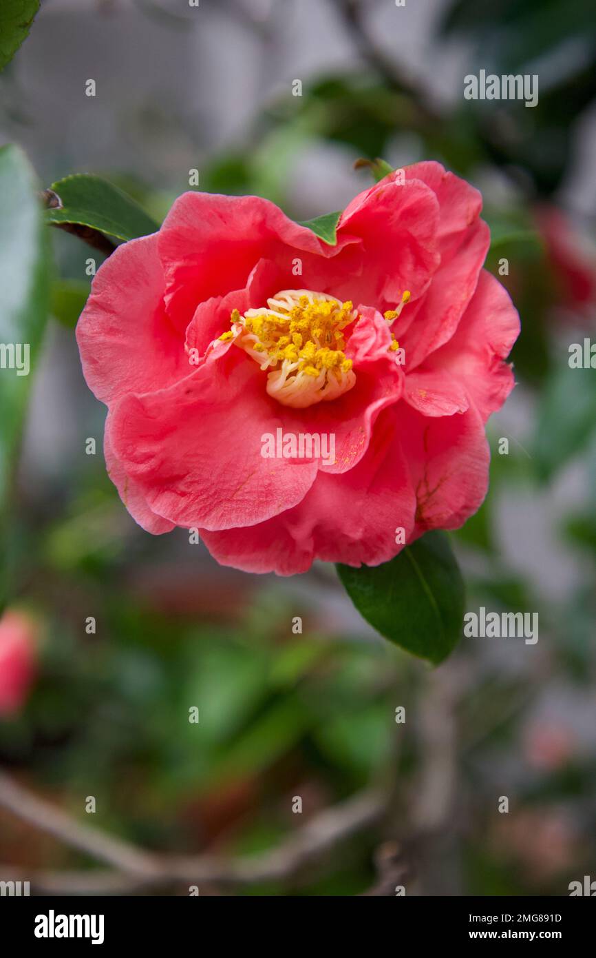 Close up of gorgeous, pale red flower of camellia japonica, also known ...