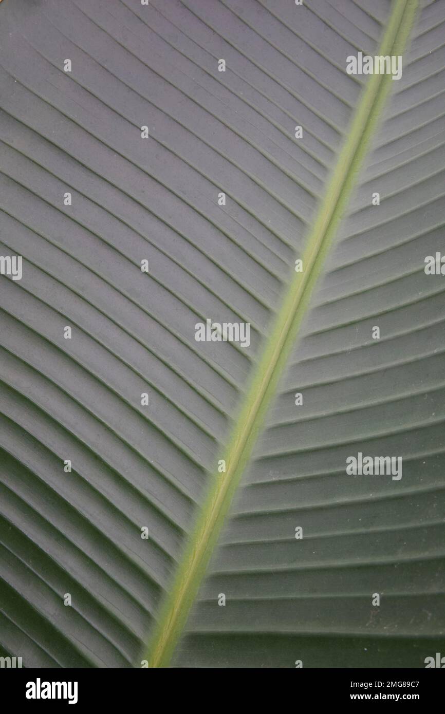 Close up of green, textured leaf with veins. From Heliconia plant ...