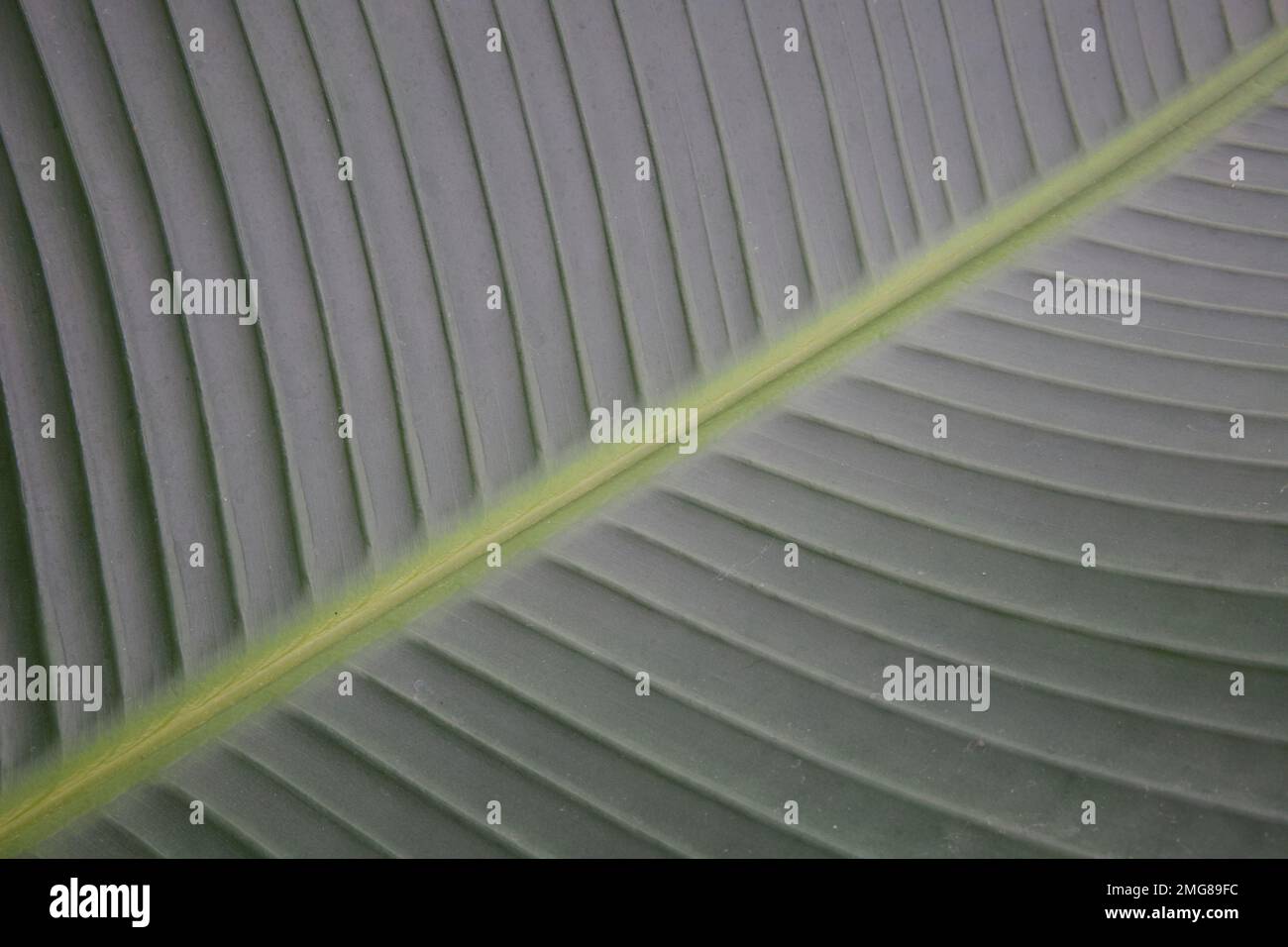 Close up of green, textured leaf with veins. From Heliconia plant ...