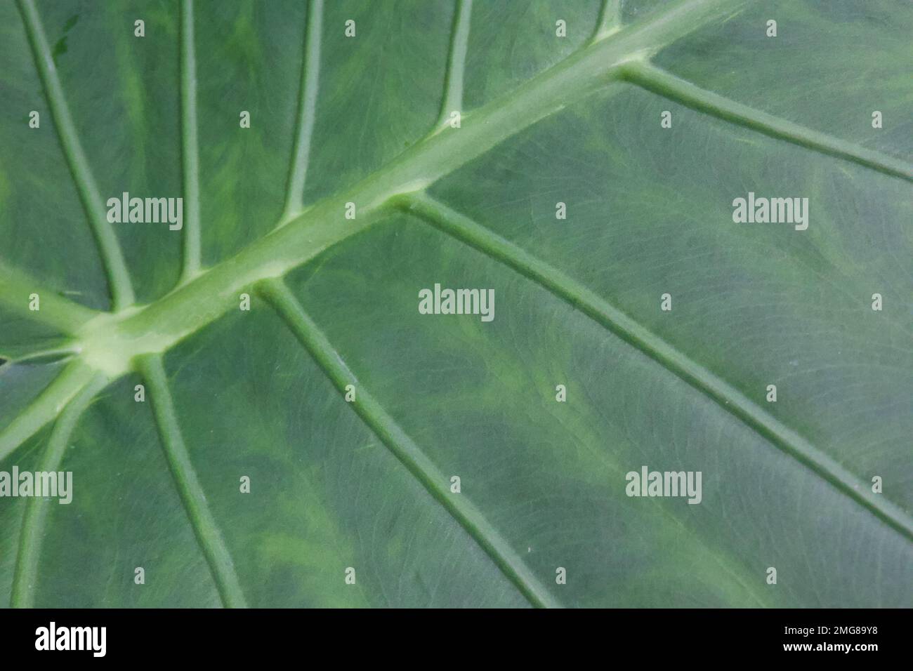 Backside of large leaf of Colocasia, also called elephant ear plant ...