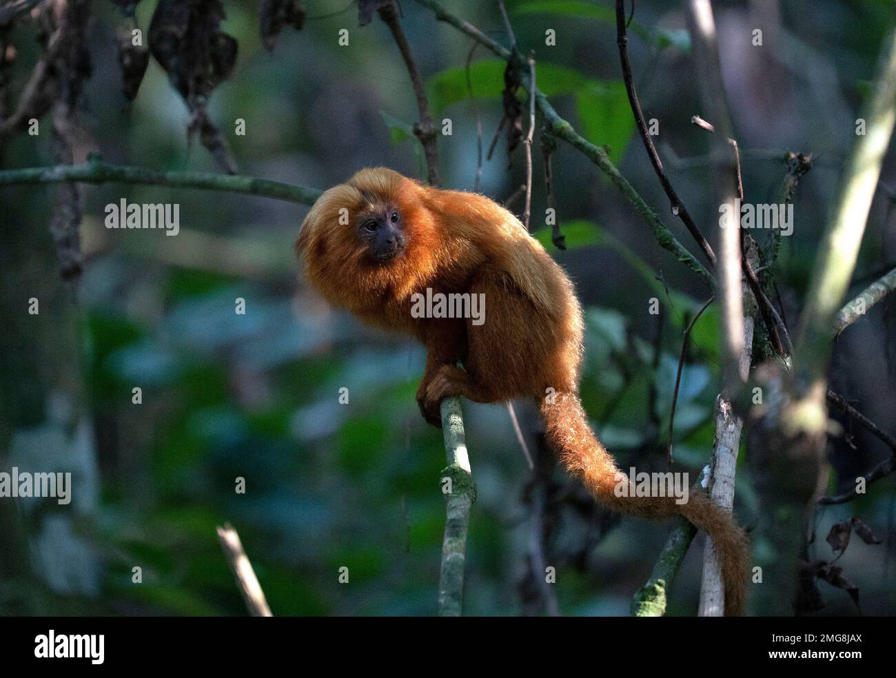 A Golden Lion Tamarin stands on a tree branch in the Atlantic Forest ...