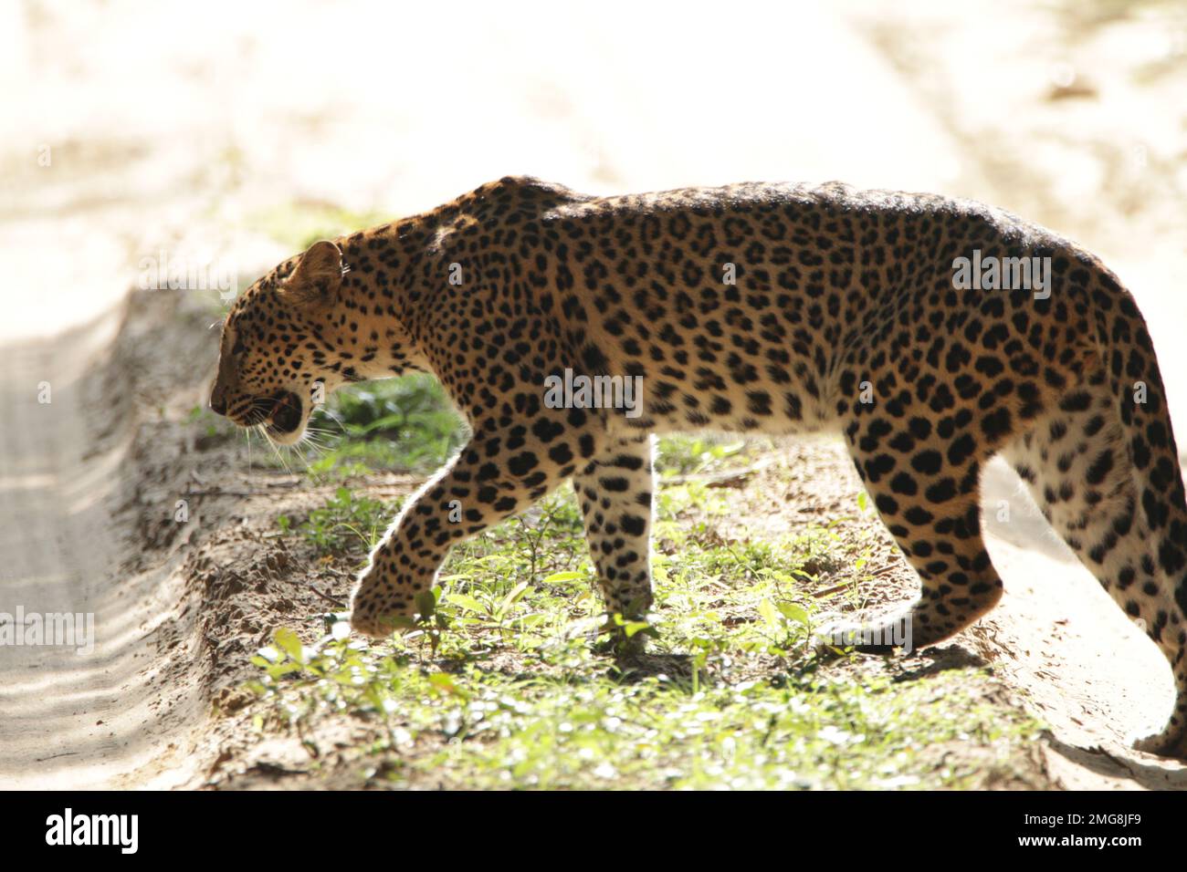 Sri Lankan leopards in the wild. Visit Sri Lanka Stock Photo - Alamy