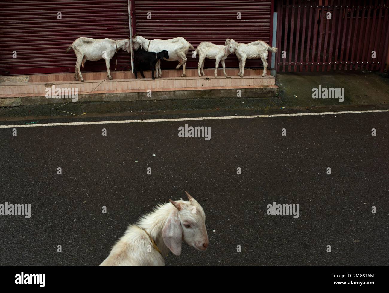 Goats take shelter on the steps of a closed shop during monsoon rains ...