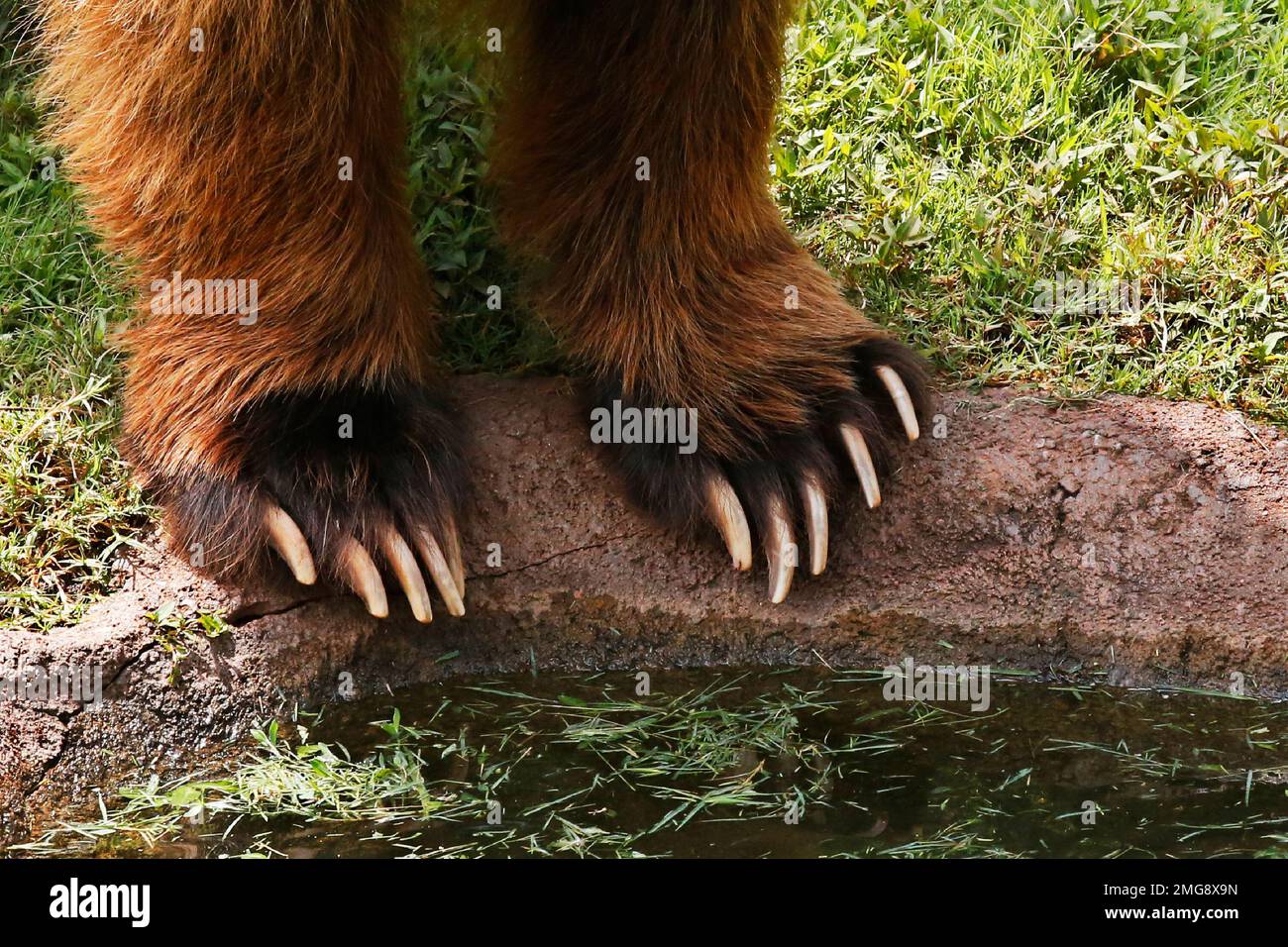 A grizzly bear stands at the edge of a moat at the Oklahoma City Zoo ...