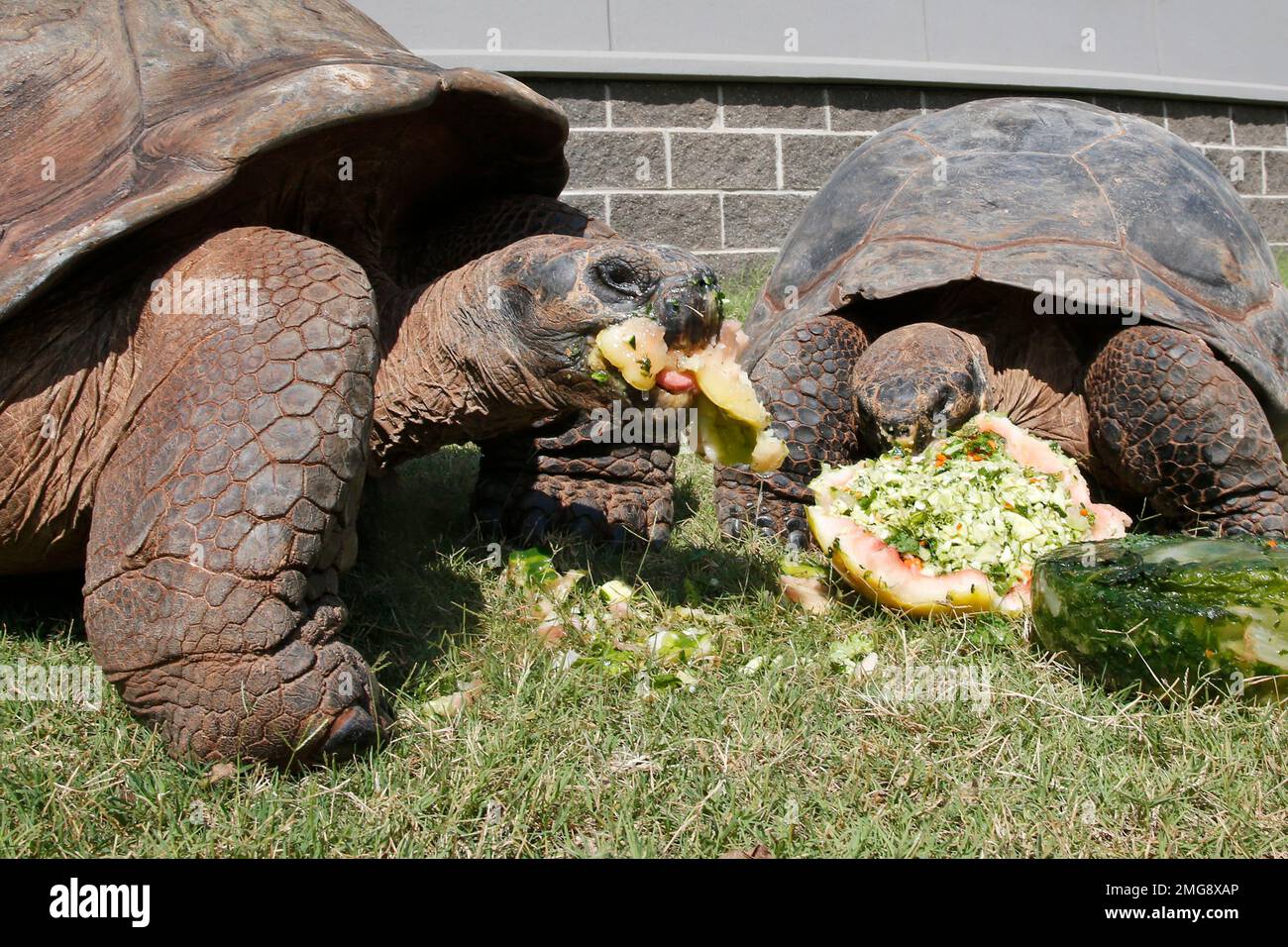 Two Galapagos tortoises bite into a frozen treat on a hot day at the ...