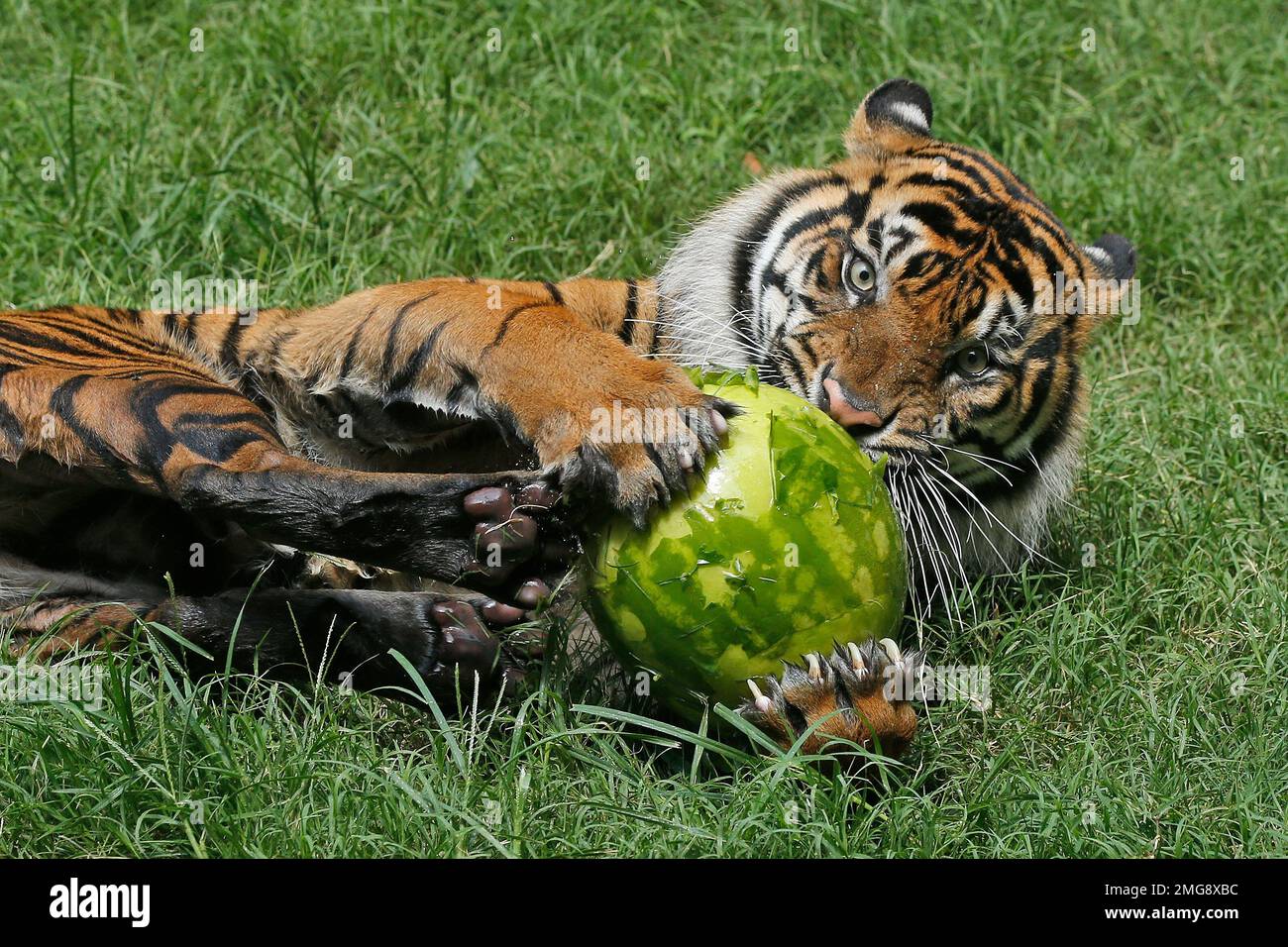 A tiger grabs a watermelon treat with all four paws at the Oklahoma ...