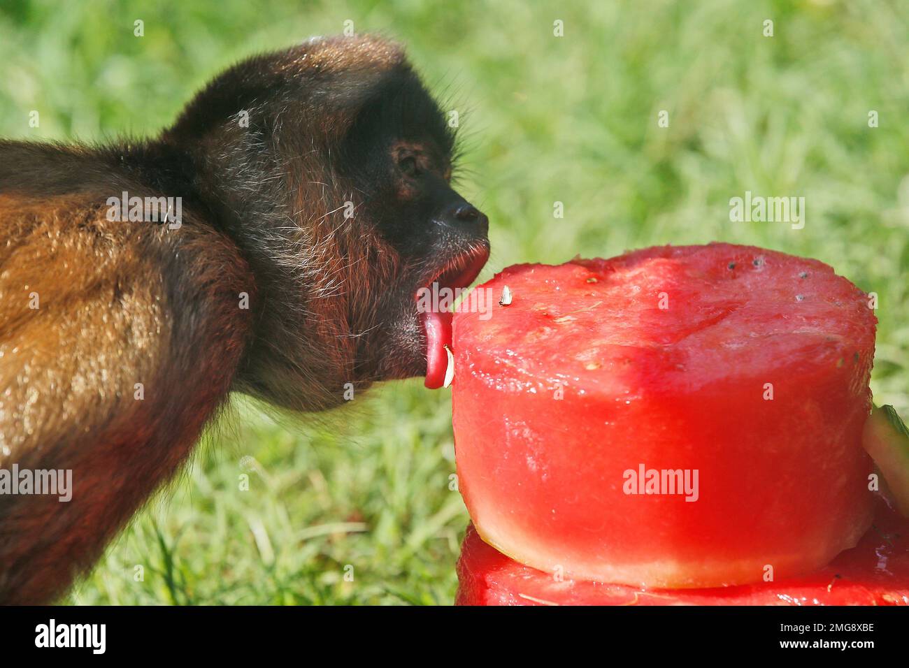 A spider monkey licks a frozen watermelon treat on a hot day at the ...
