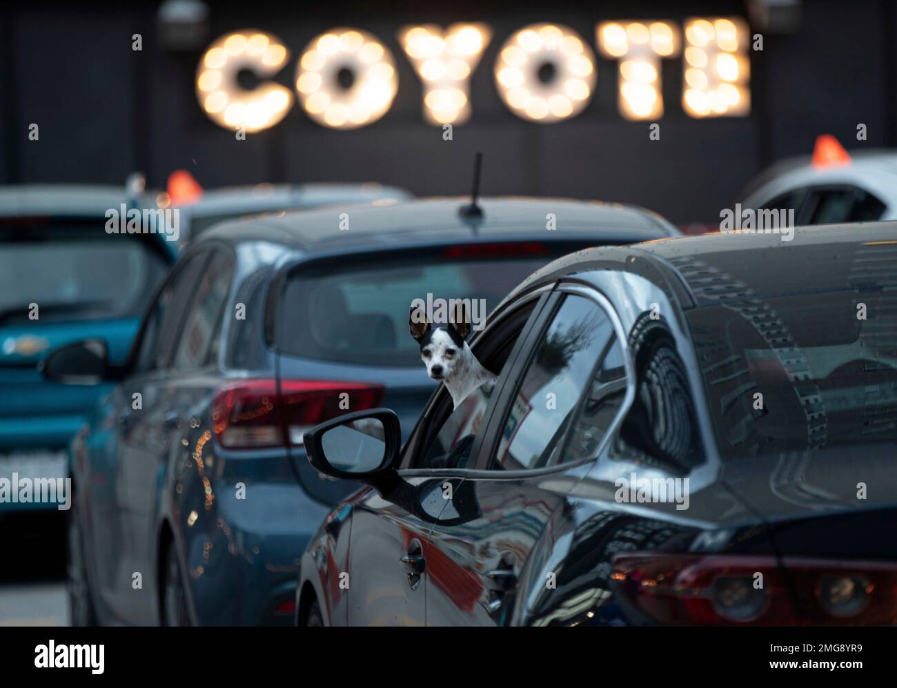 A dog looks out a window as residents watch a movie from their cars in ...