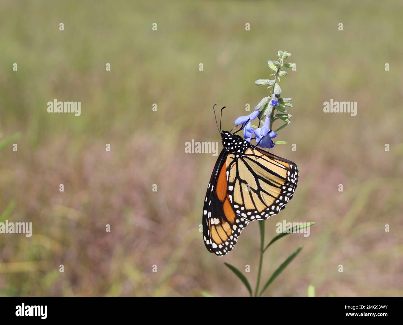Monarch butterfly with a threatened species in Illinois, wild blue sage ...
