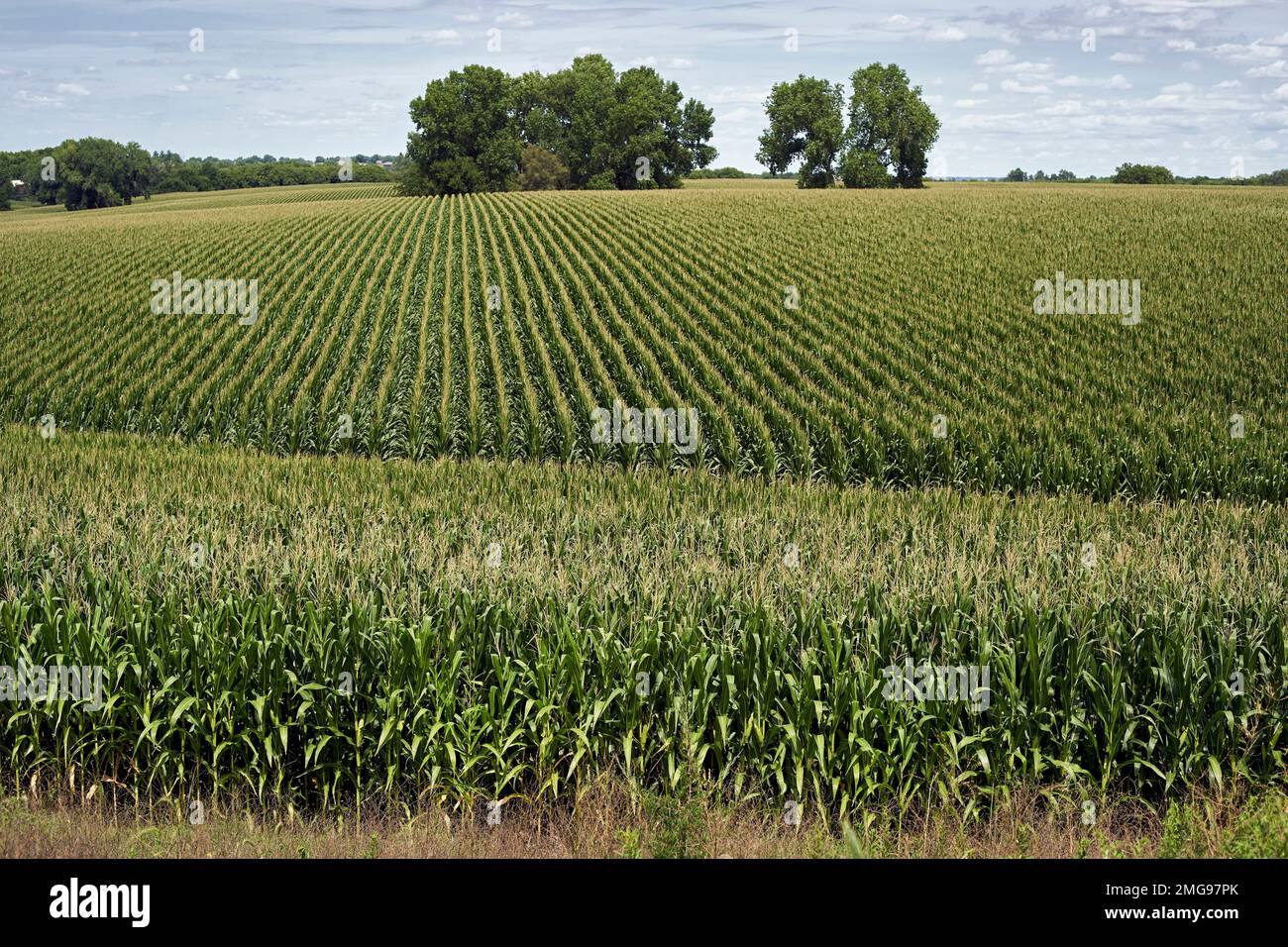 A corn field in Ashland, Neb., Tuesday, Aug. 4, 2020. (AP Photo/Nati ...