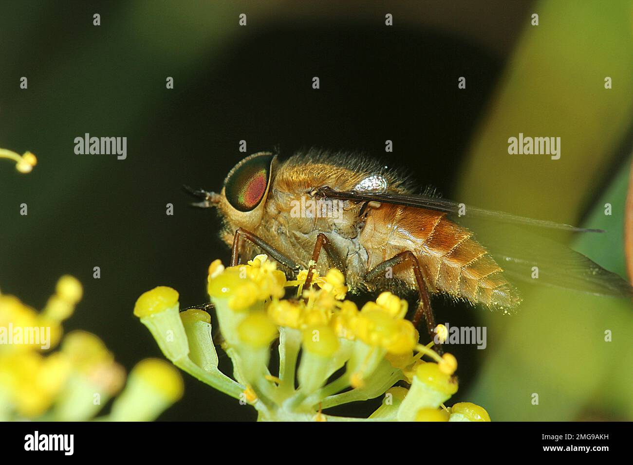 Horse fly (Tabanidae sp.) on fennl flower Stock Photo - Alamy