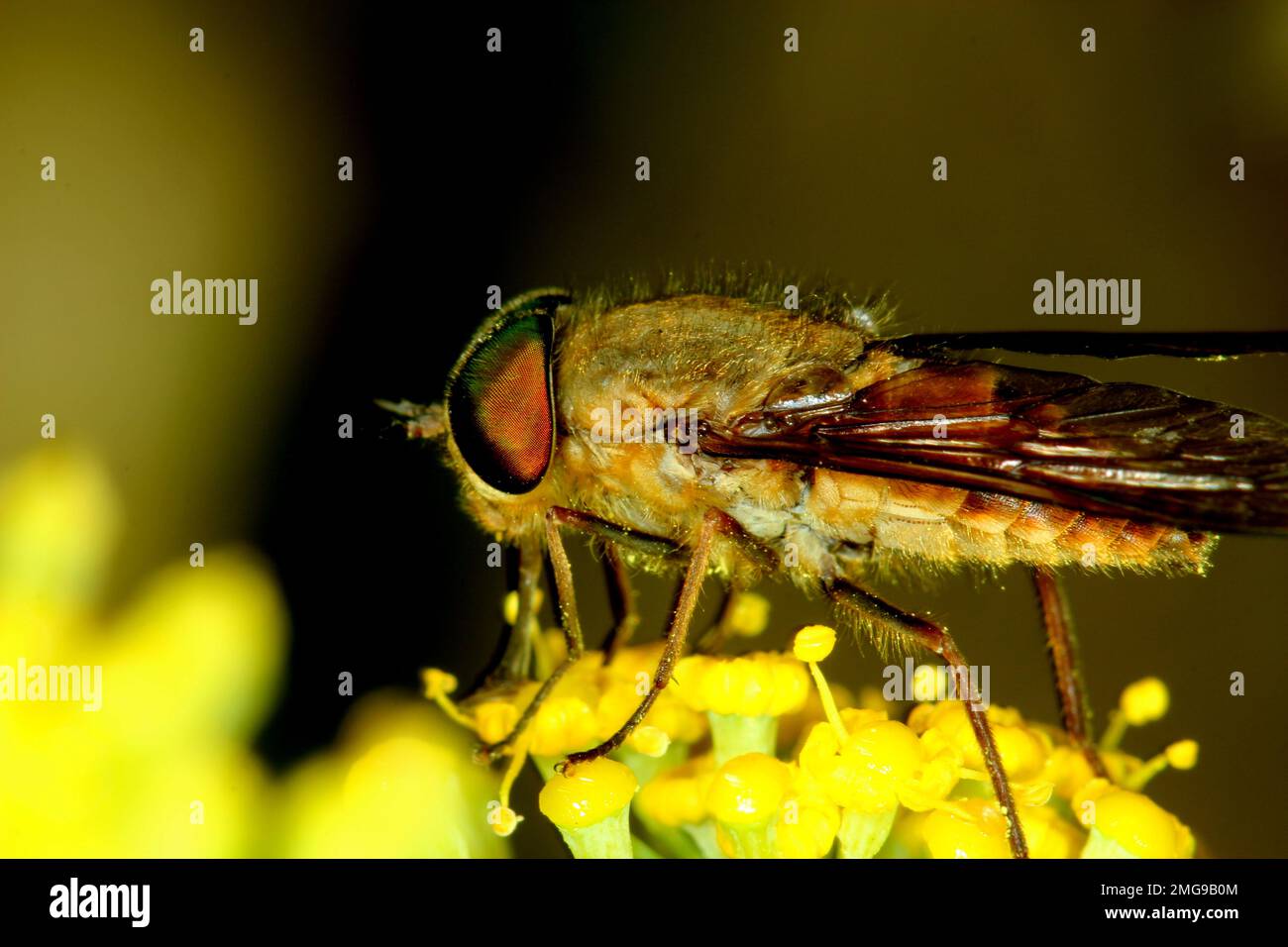 Horse fly (Tabanidae sp.) on fennl flower Stock Photo - Alamy