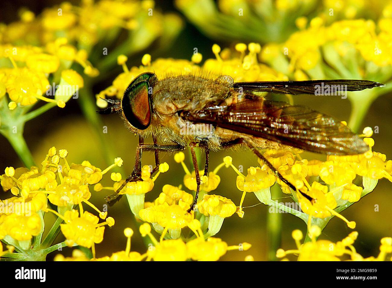 Tabanidae sp hi-res stock photography and images - Alamy