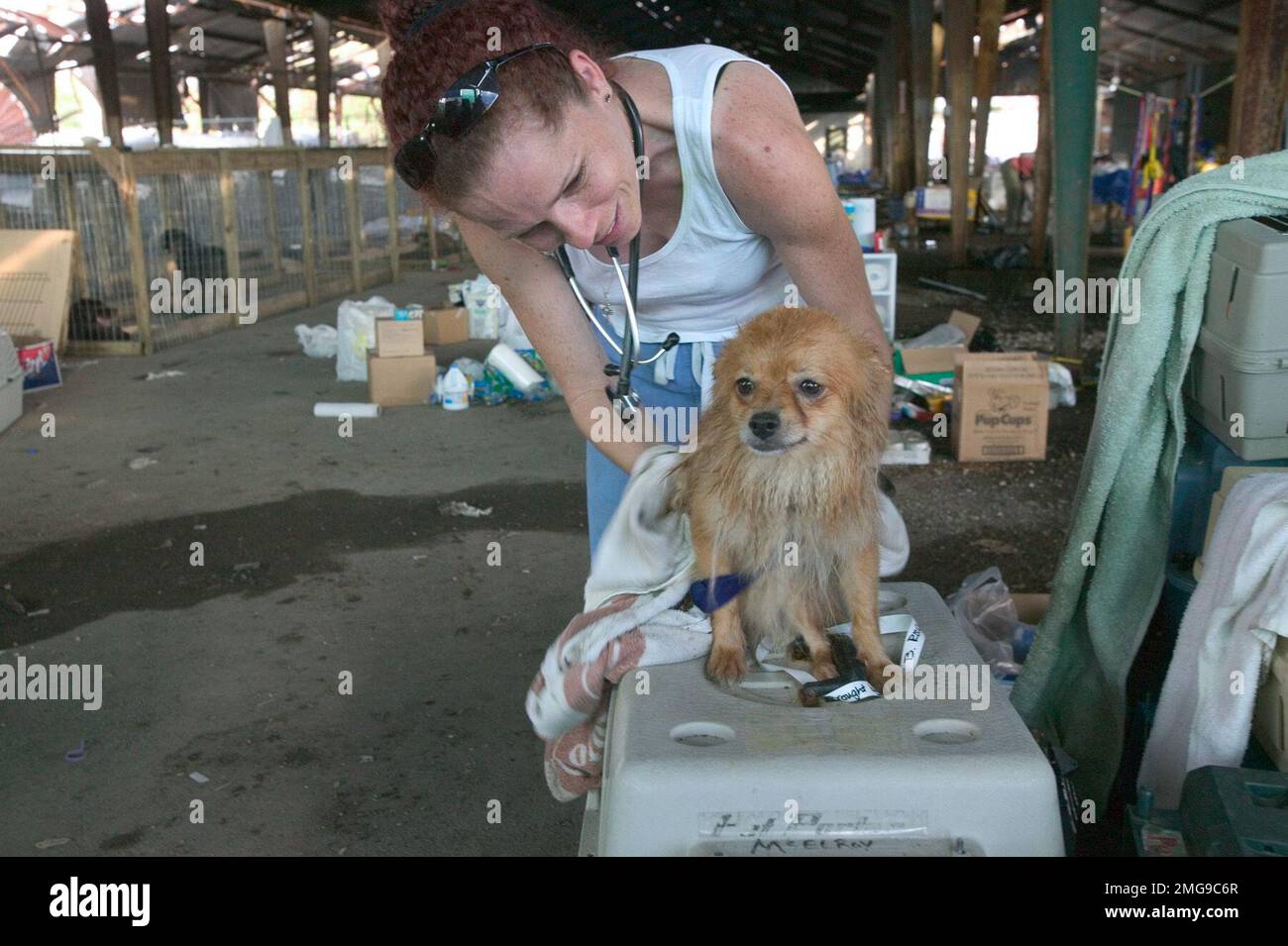 Animals - Rescue - 26-HK-60-7. Hurricane Katrina Stock Photo - Alamy
