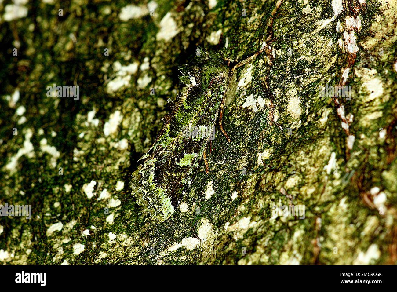 Mahoe moth (Feredayi sp.) blending in with moss on tree trunk Stock ...
