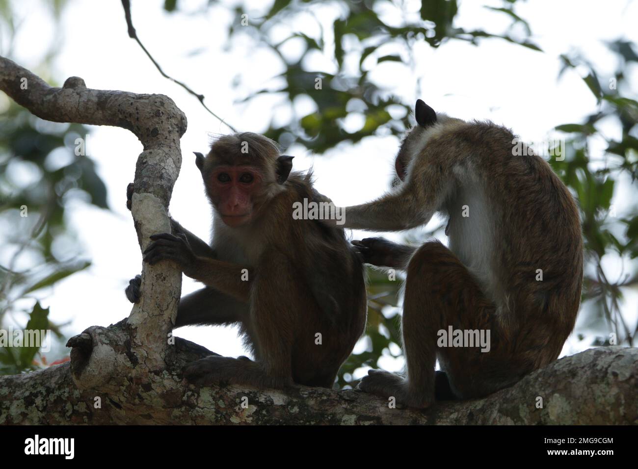 Monkeys and Grey Languor's in the forest. Sri Lanka Stock Photo - Alamy