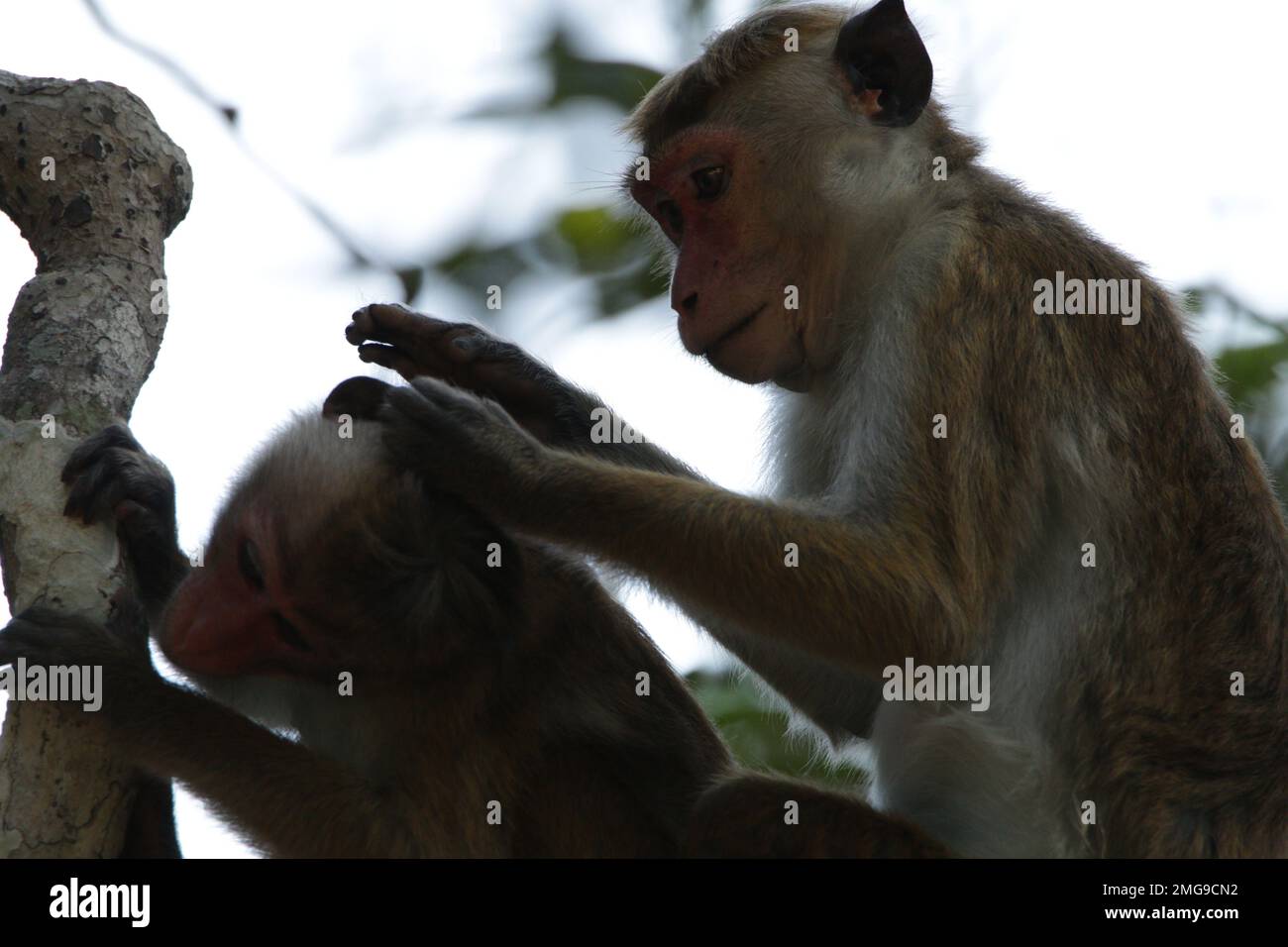 Monkeys and Grey Languor's in the forest. Sri Lanka Stock Photo - Alamy