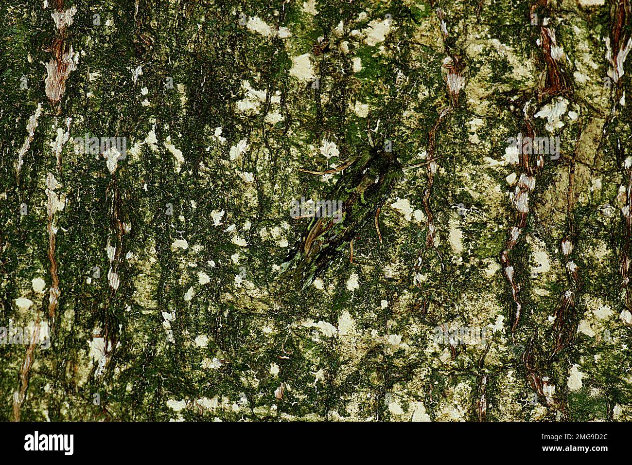 Mahoe stripper moth hi-res stock photography and images - Alamy