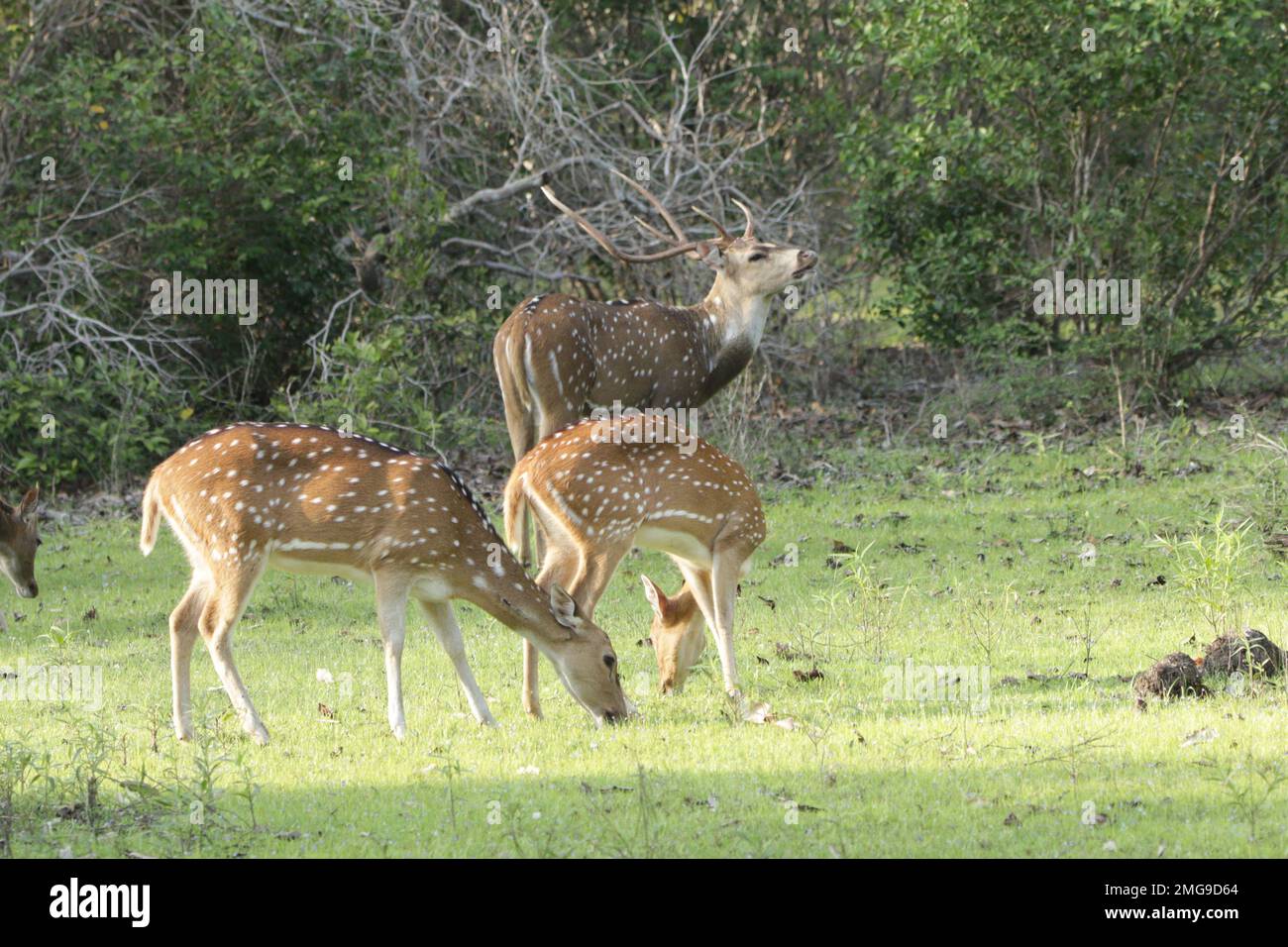 Spotted Deer, Barking Deer and Sambar Deer in the Wild. Visit Sri Lanka ...