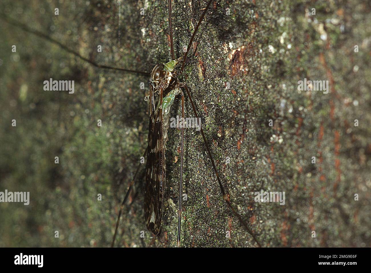 Craneflies on tree trunk (Leptotarsus and Discobola spp Stock Photo - Alamy