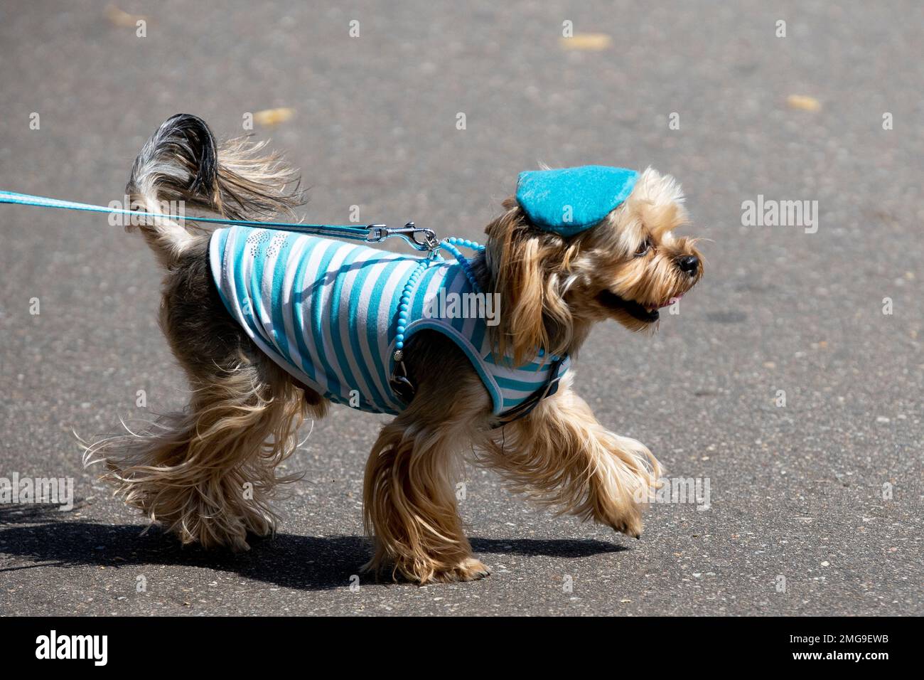 A dog wearing paratrooper's uniform to celebrate the Day of ...